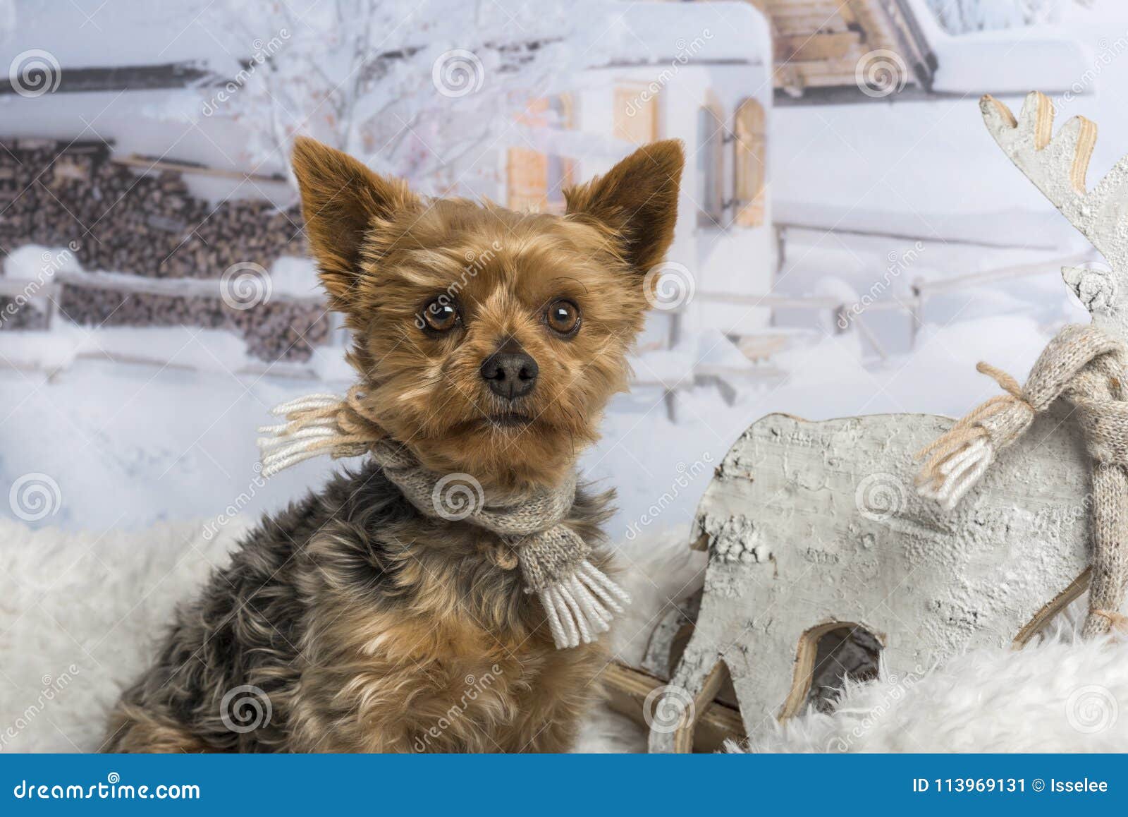 Yorkshire Terrier Sitting in Winter Scene, Portrait Stock Image - Image ...
