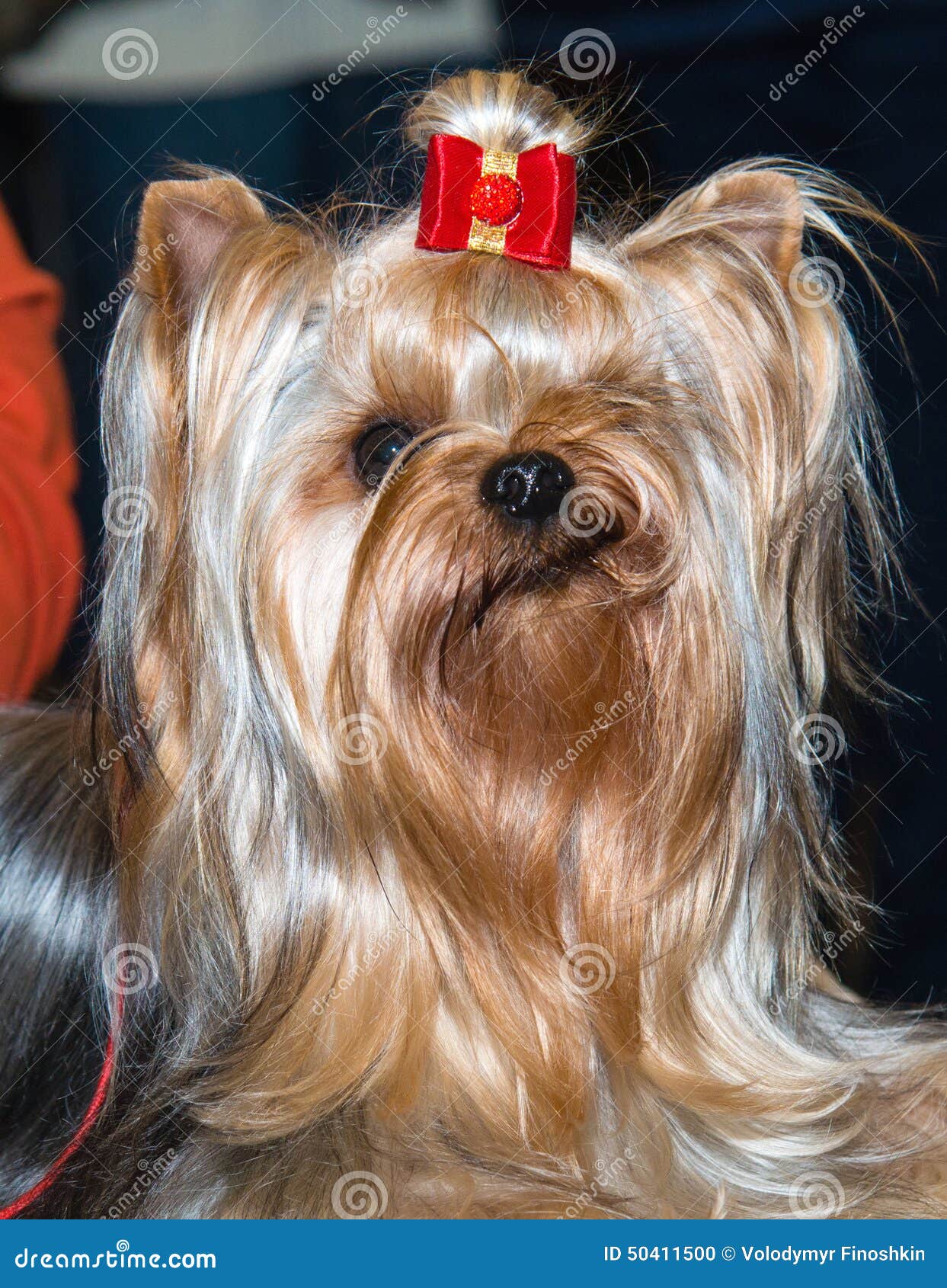 Yorkshire Terrier smile. stock photo. Image of companion - 50411500