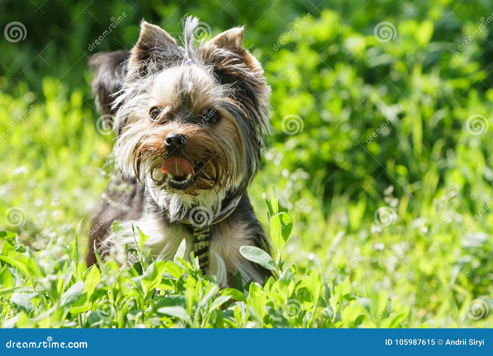 Yorkshire Terrier in the Grass Stock Image - Image of smiling, terrier ...