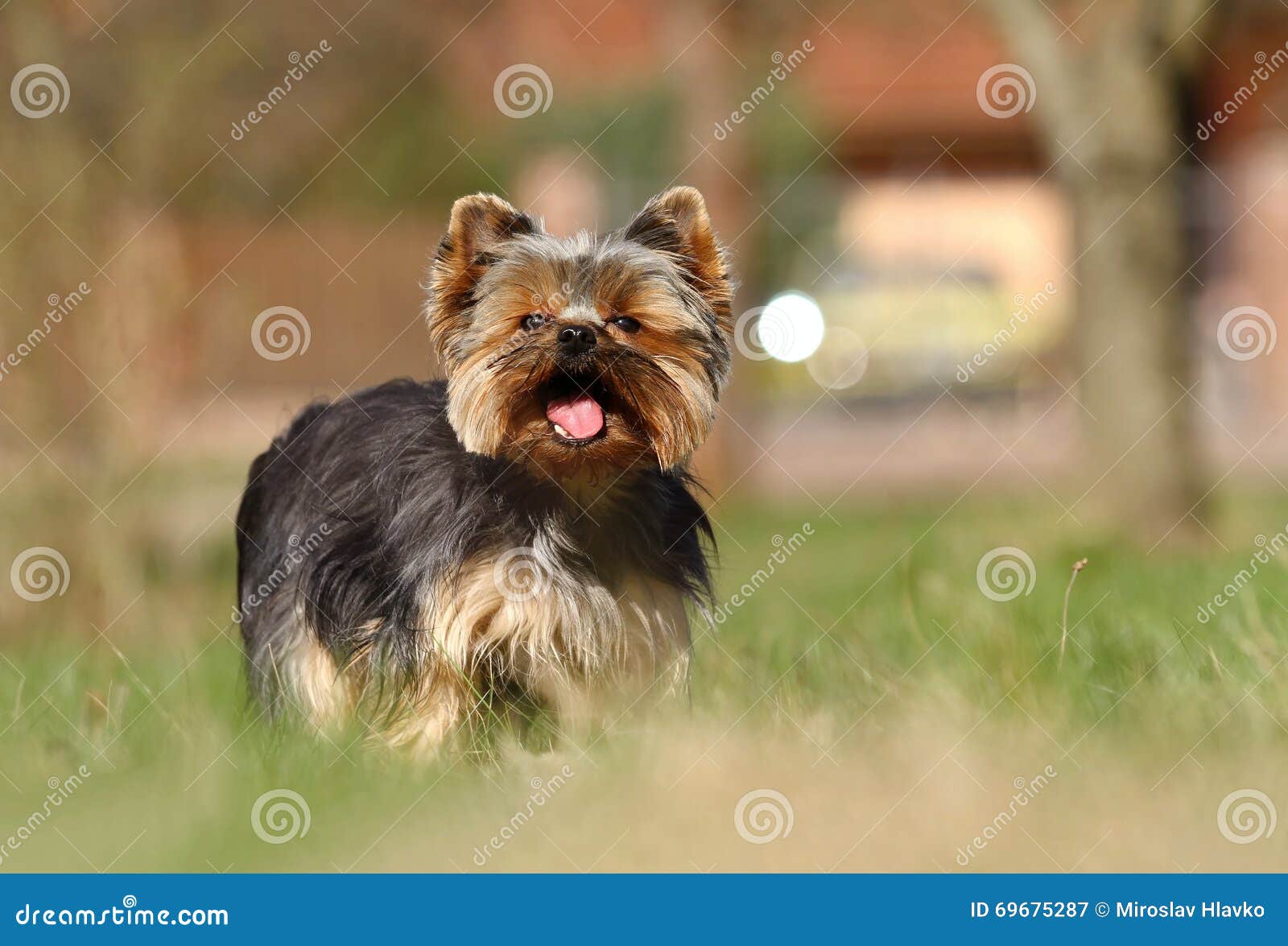 Yorkshire terrier smiling stock image. Image of hairy - 69675287