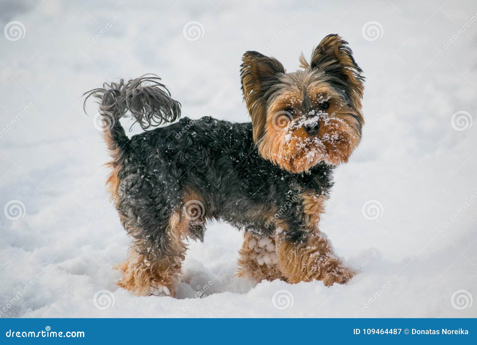 Yorkshire Terrier in the Snow Stock Image - Image of little, happy ...