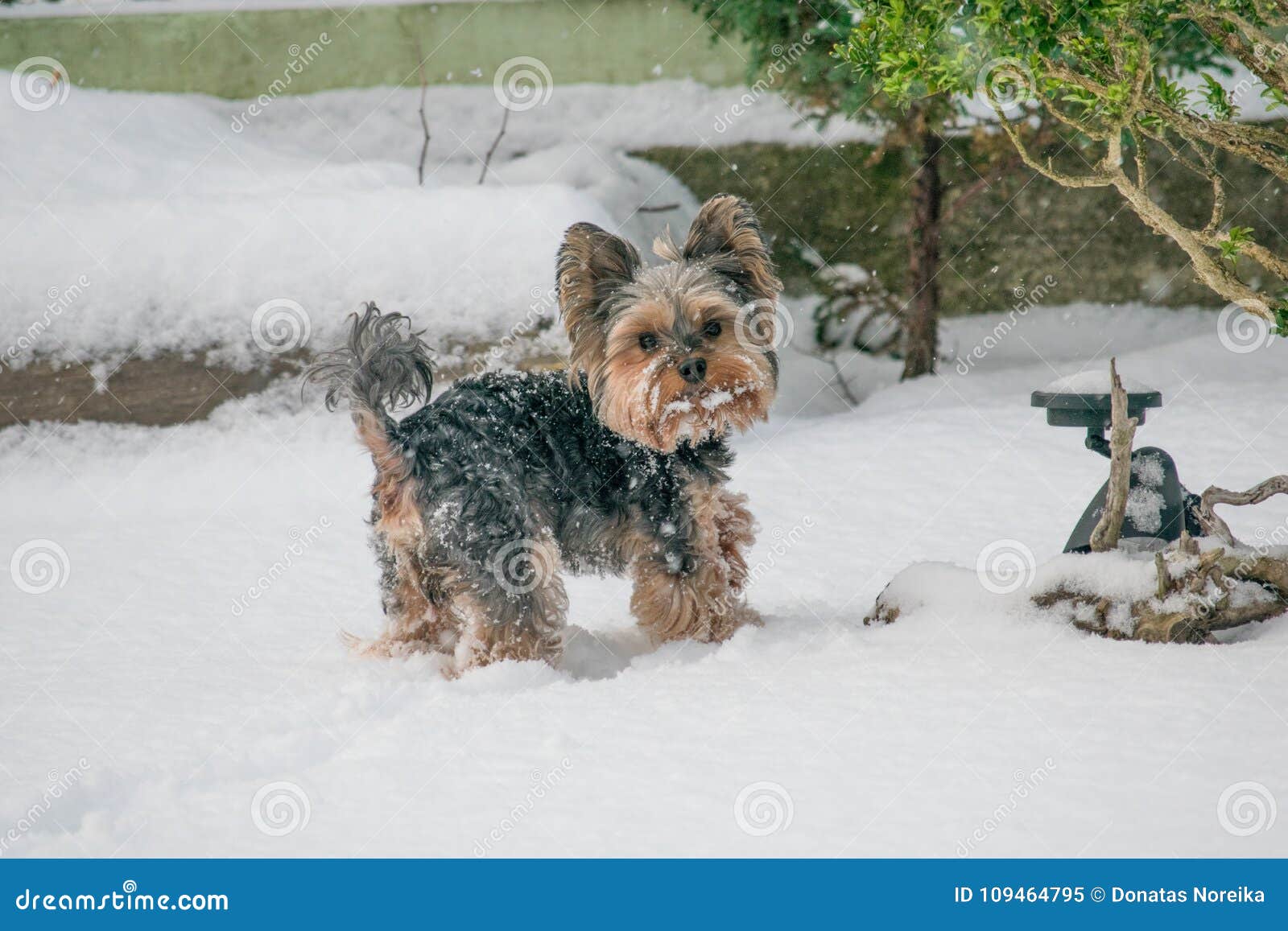 Yorkshire Terrier in the Snow Stock Image - Image of portrait, terrier ...
