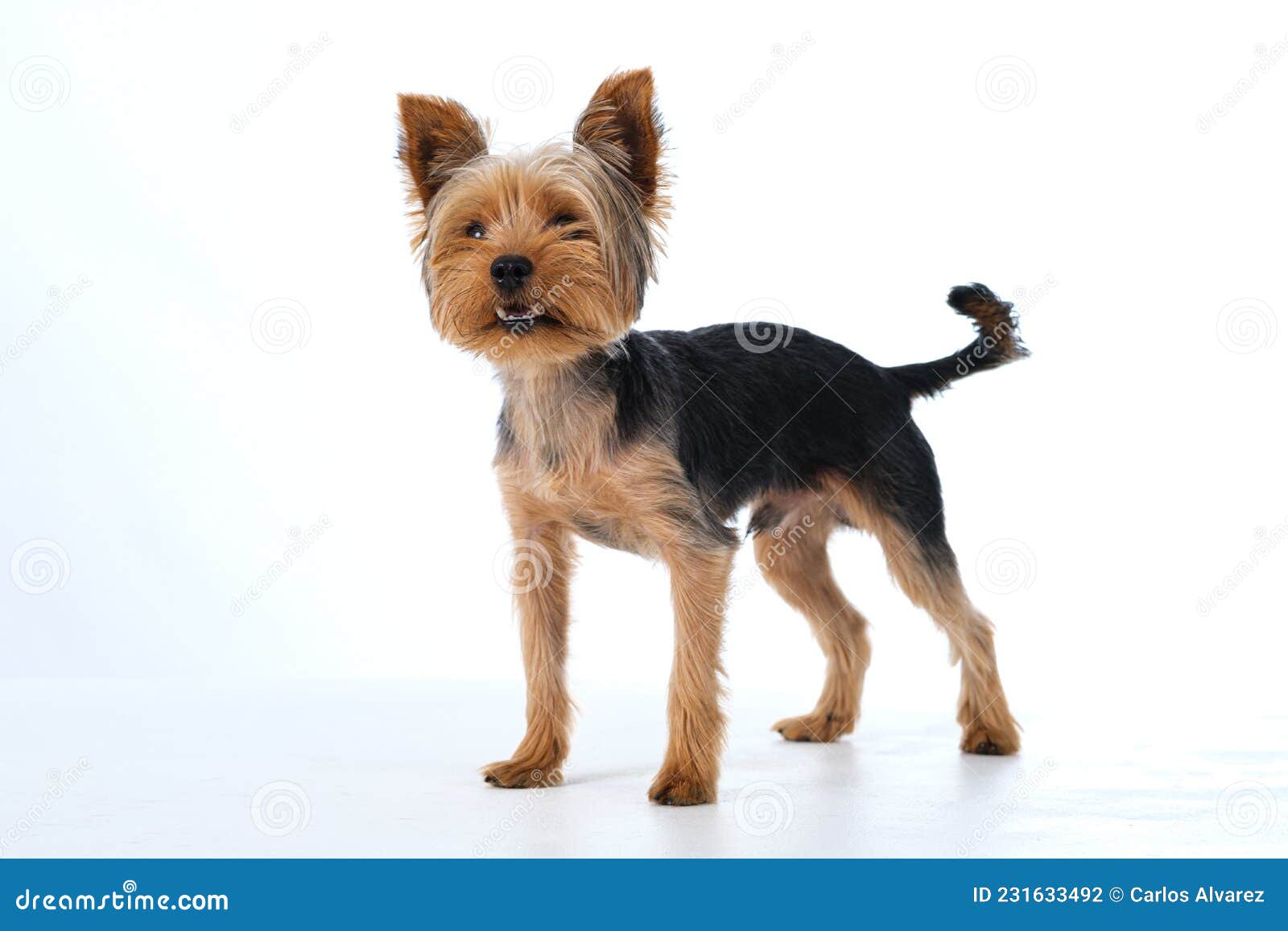 Yorkshire Terrier Sobre Cabelo Curto De Fundo Branco Foto de Stock ...