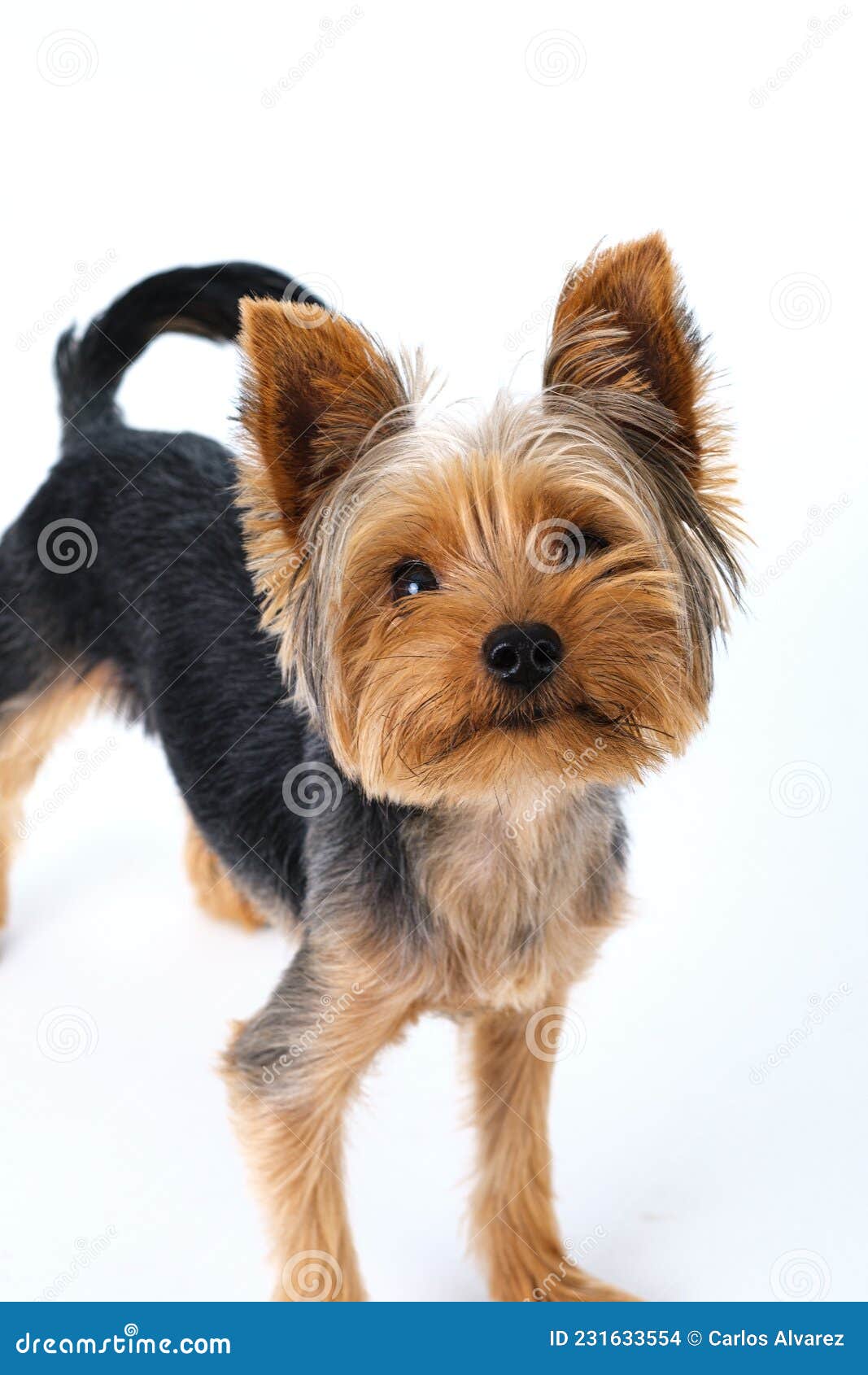Yorkshire Terrier Sobre Cabelo Curto De Fundo Branco Foto de Stock ...