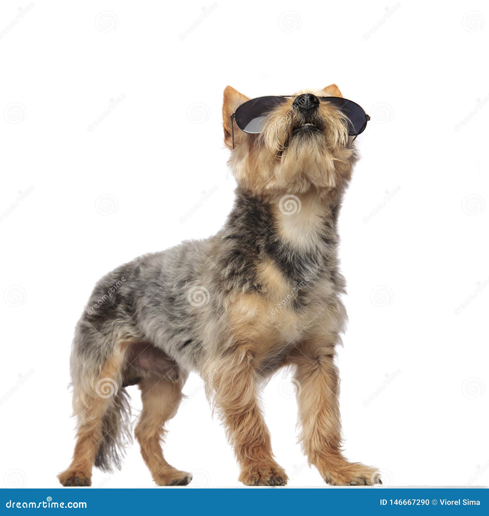 Yorkshire Terrier Standing in an Action Posture and Looking Upwards ...