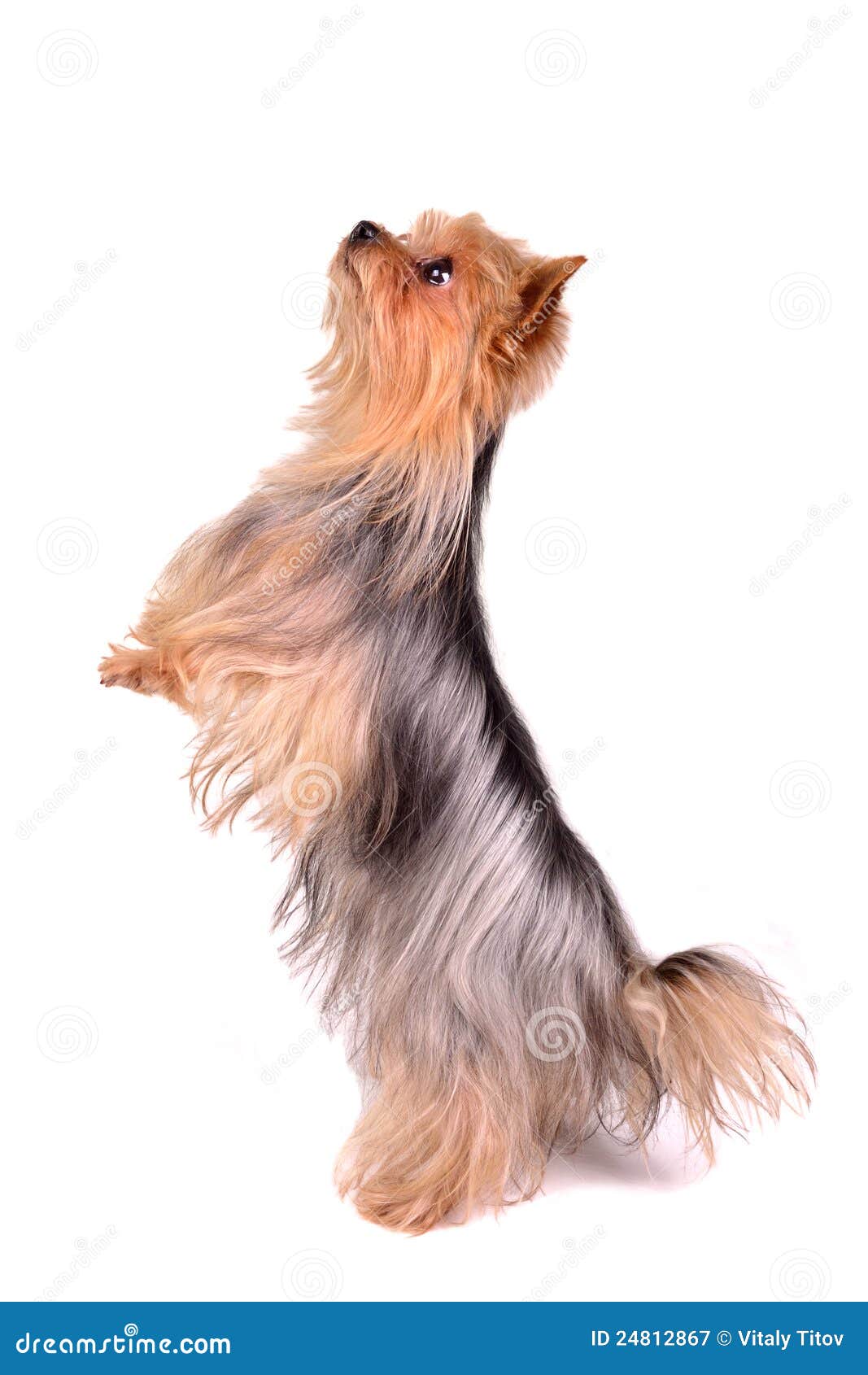 Yorkshire Terrier Standing on Hind Legs Stock Image - Image of furred ...