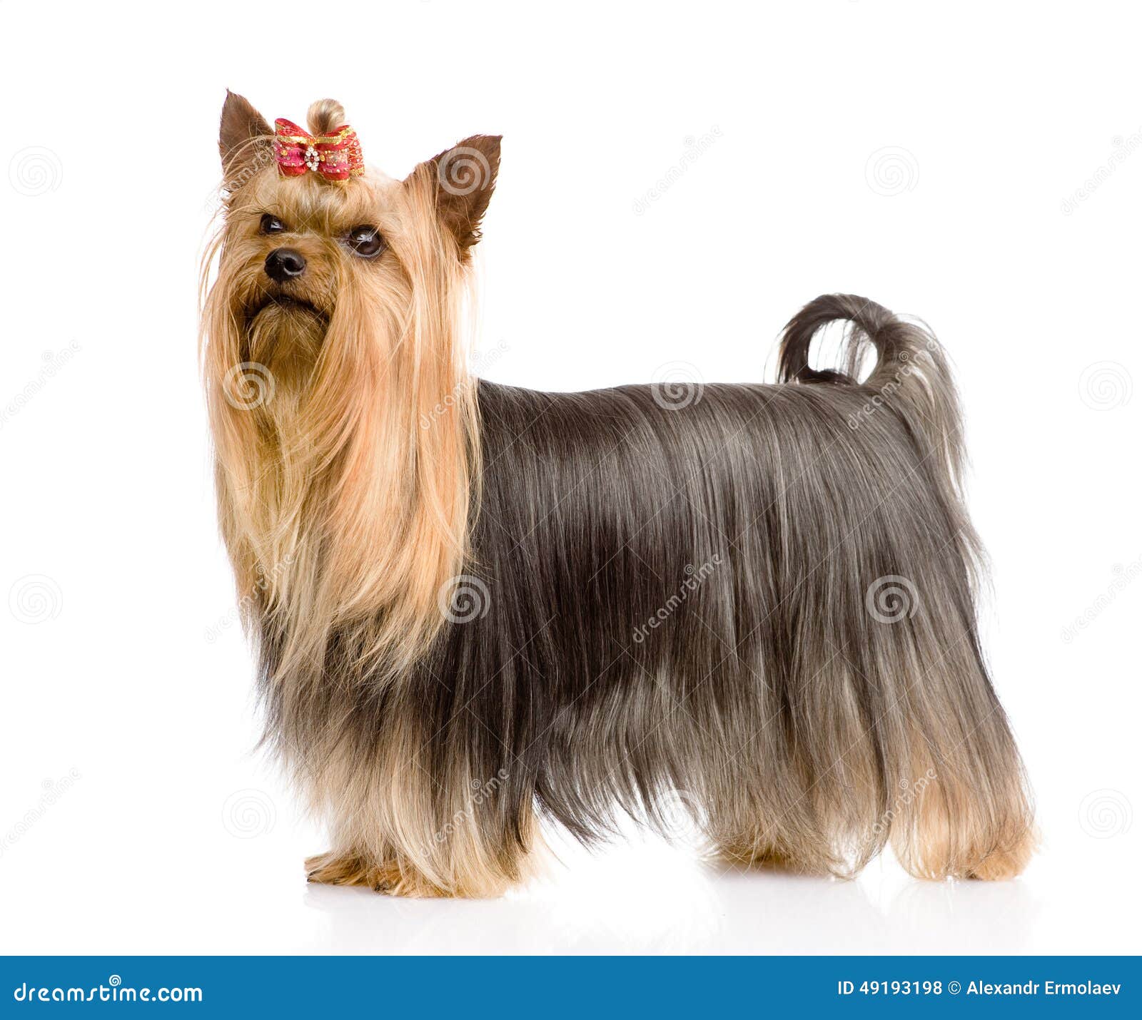 Yorkshire Terrier Standing in Profile. Isolated on White Background ...