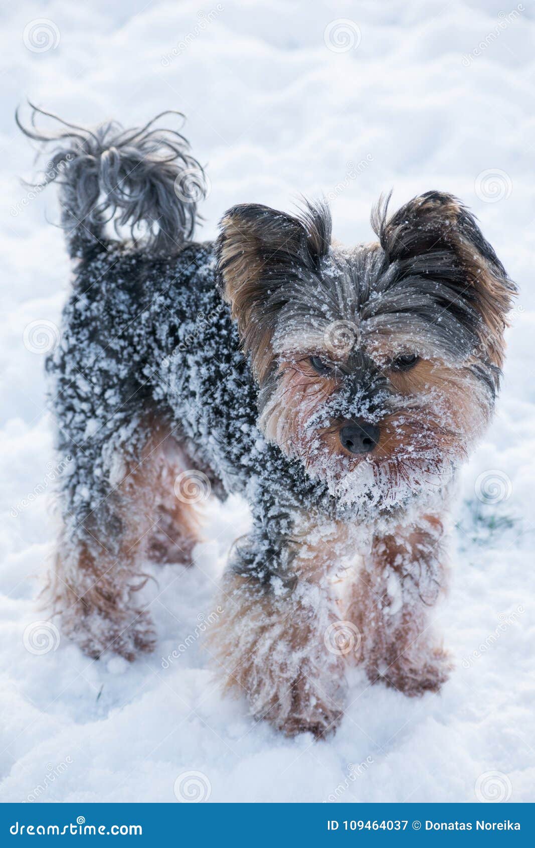 Yorkshire Terrier in the Snow Stock Image - Image of looking, lovely ...