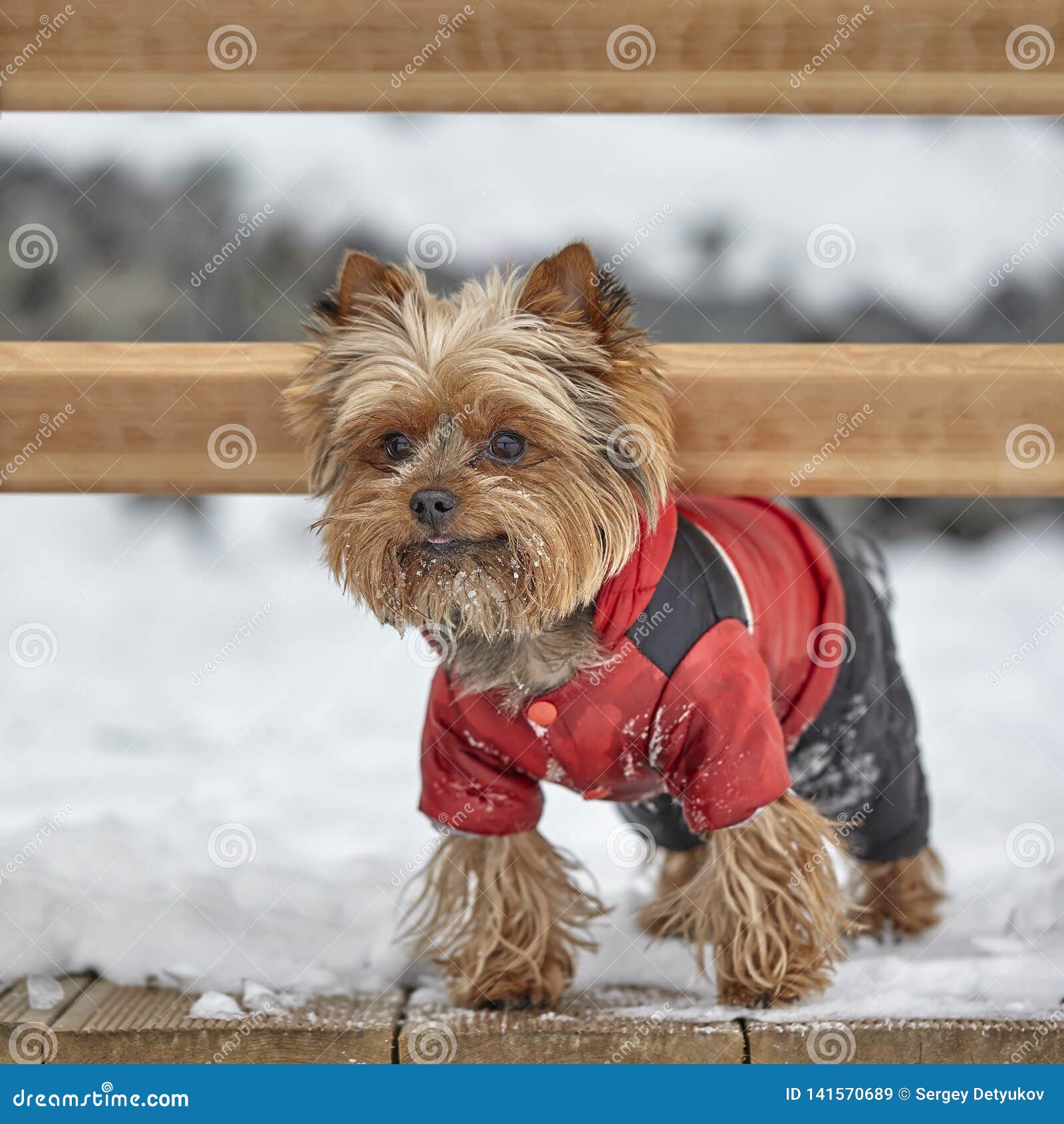 Yorkshire Terrier Standing in the Snow Stock Image - Image of fluffy ...