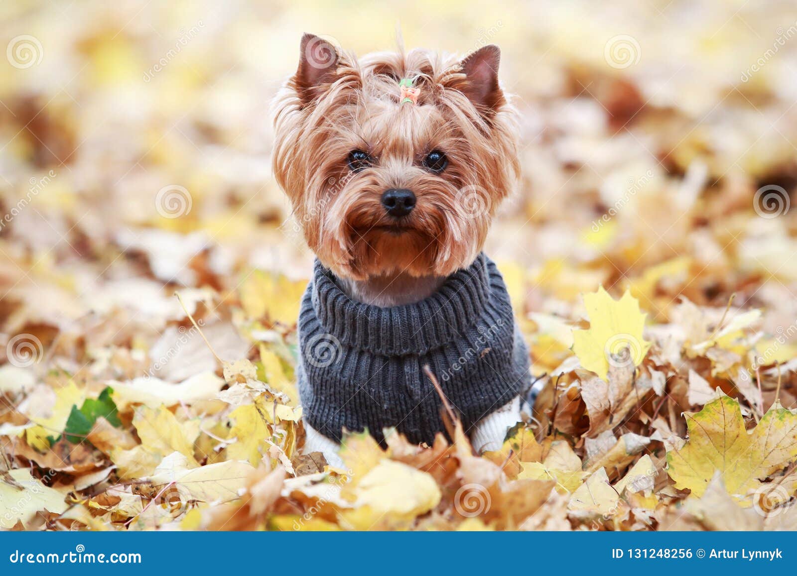 Yorkshire Terrier in a Sweater in Autumn Stock Photo - Image of fall ...