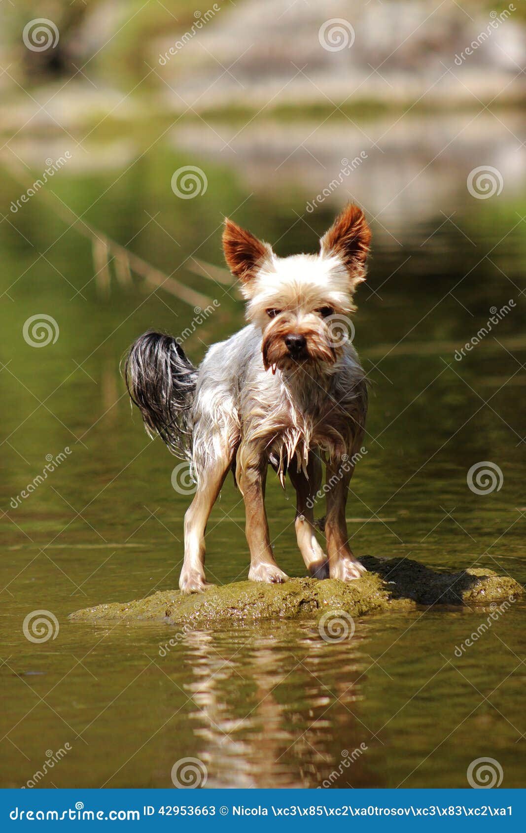 Yorkshire Terrier stock image. Image of animal, river - 42953663