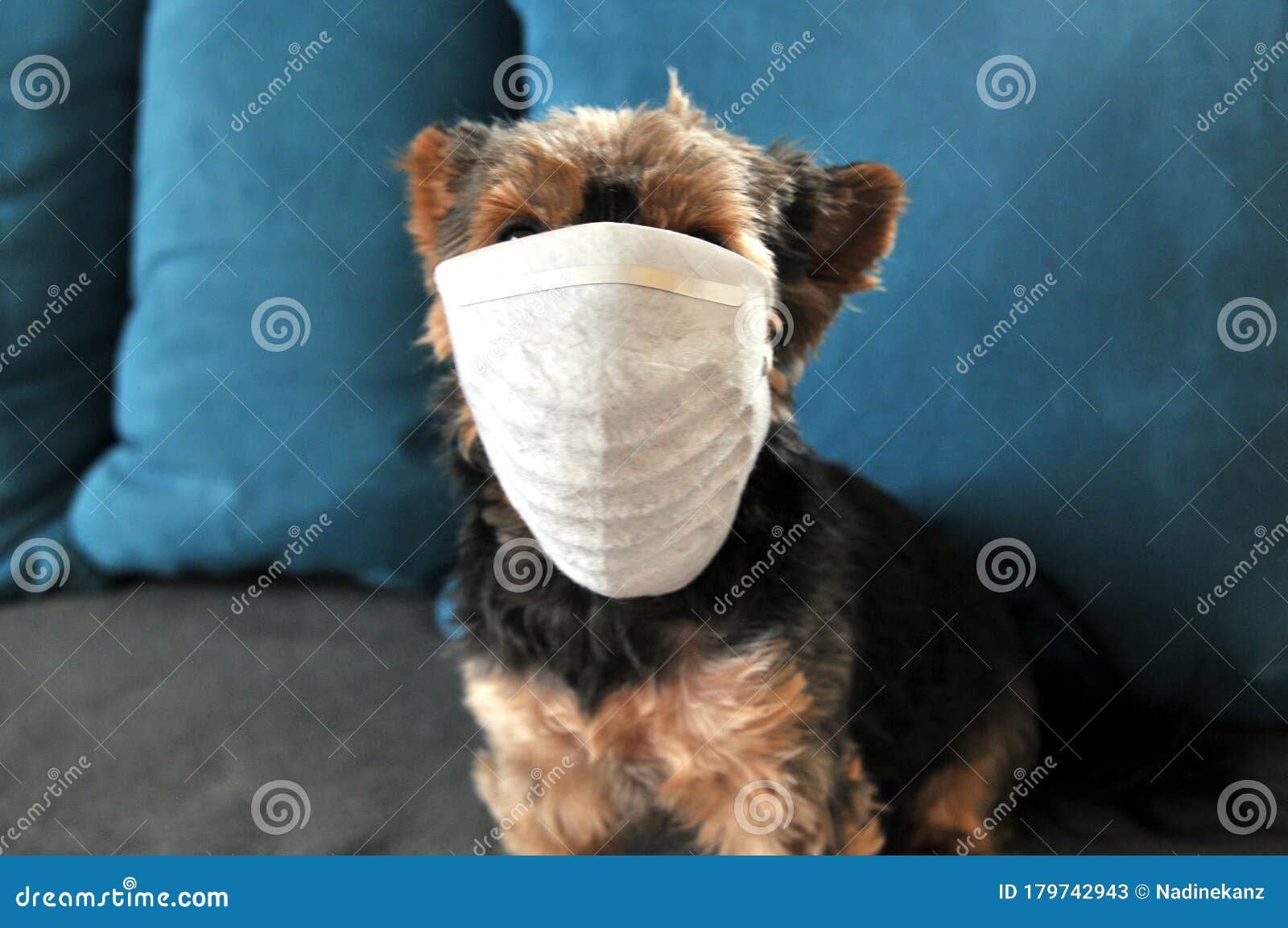 Yorkshire Terrier Wih Protective Face Mask Stock Image - Image of doggy ...