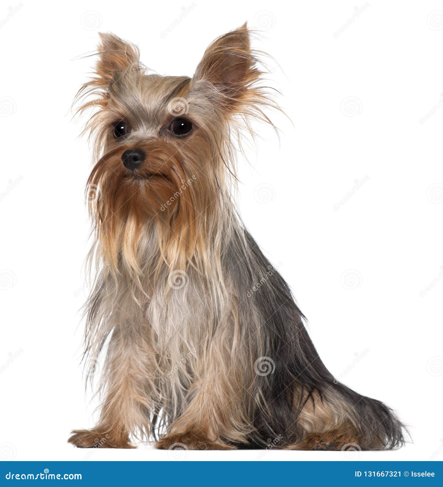 Yorkshire Terrier, 1 Year Old Stock Image - Image of indoors, nature ...