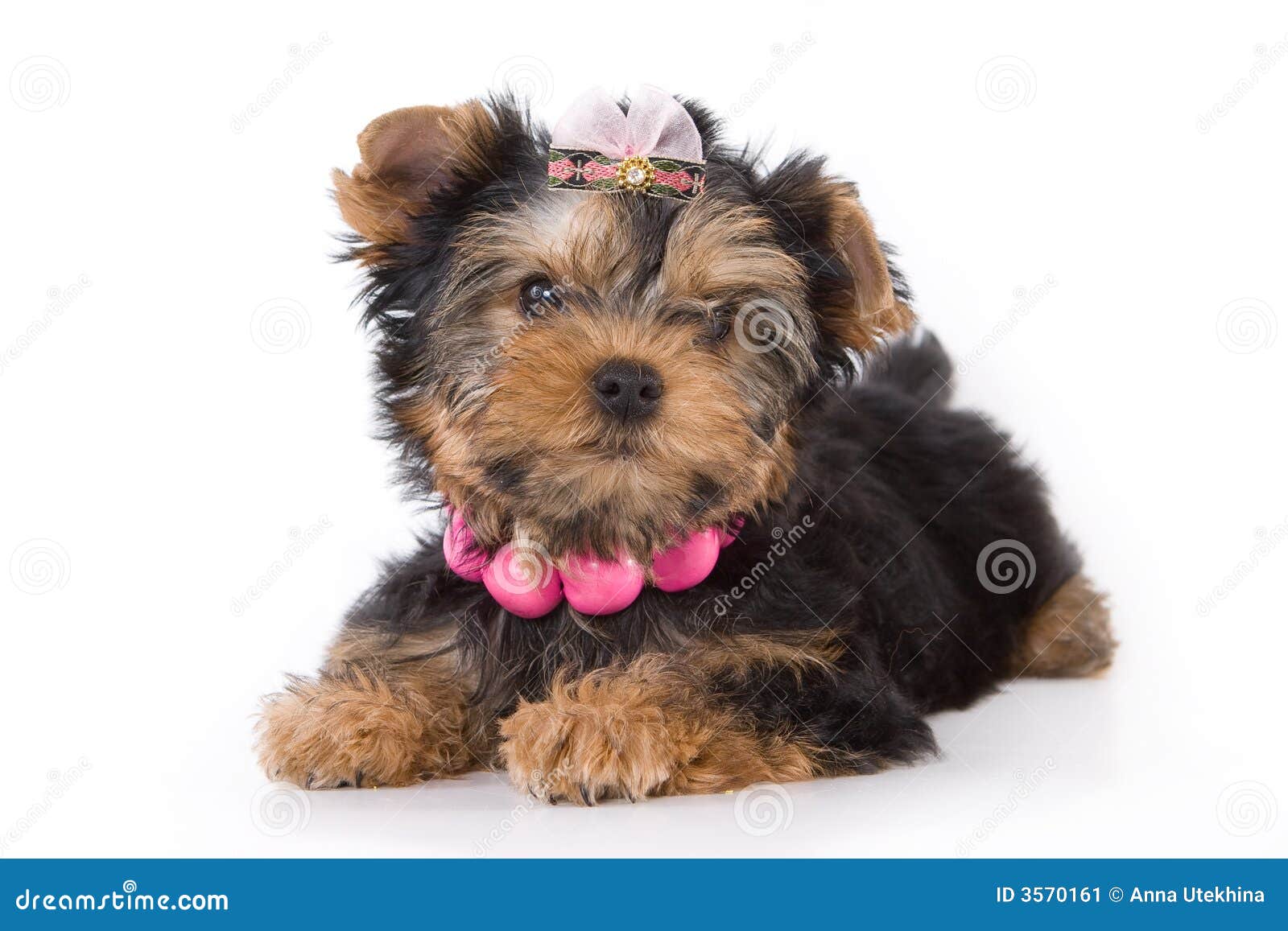 Yorkshire Terrier (York) Puppy Stock Image - Image of animals, nature ...