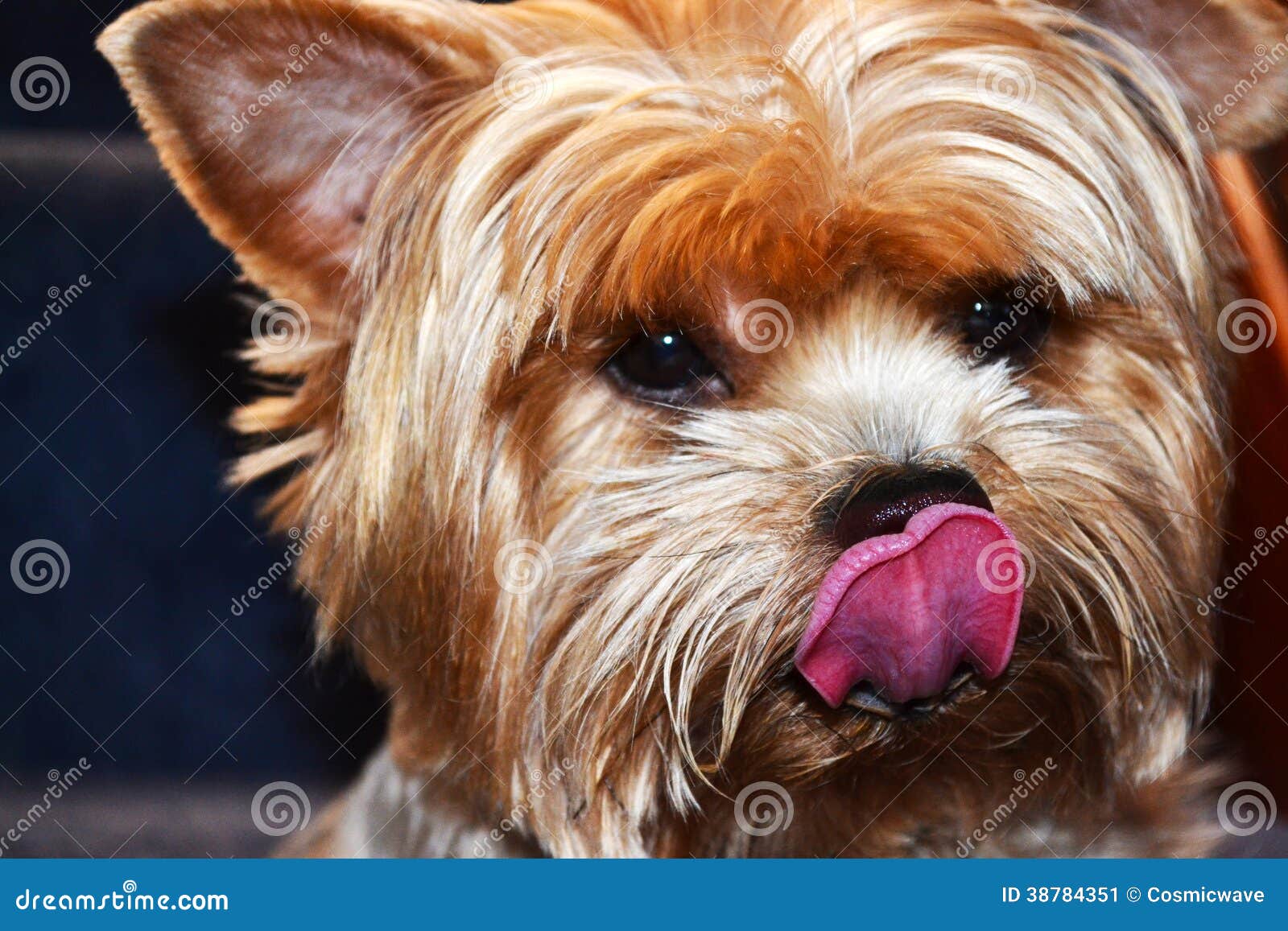 Yorkshire Terrier - Yorkie Dog Lick Stock Image - Image of terrier ...