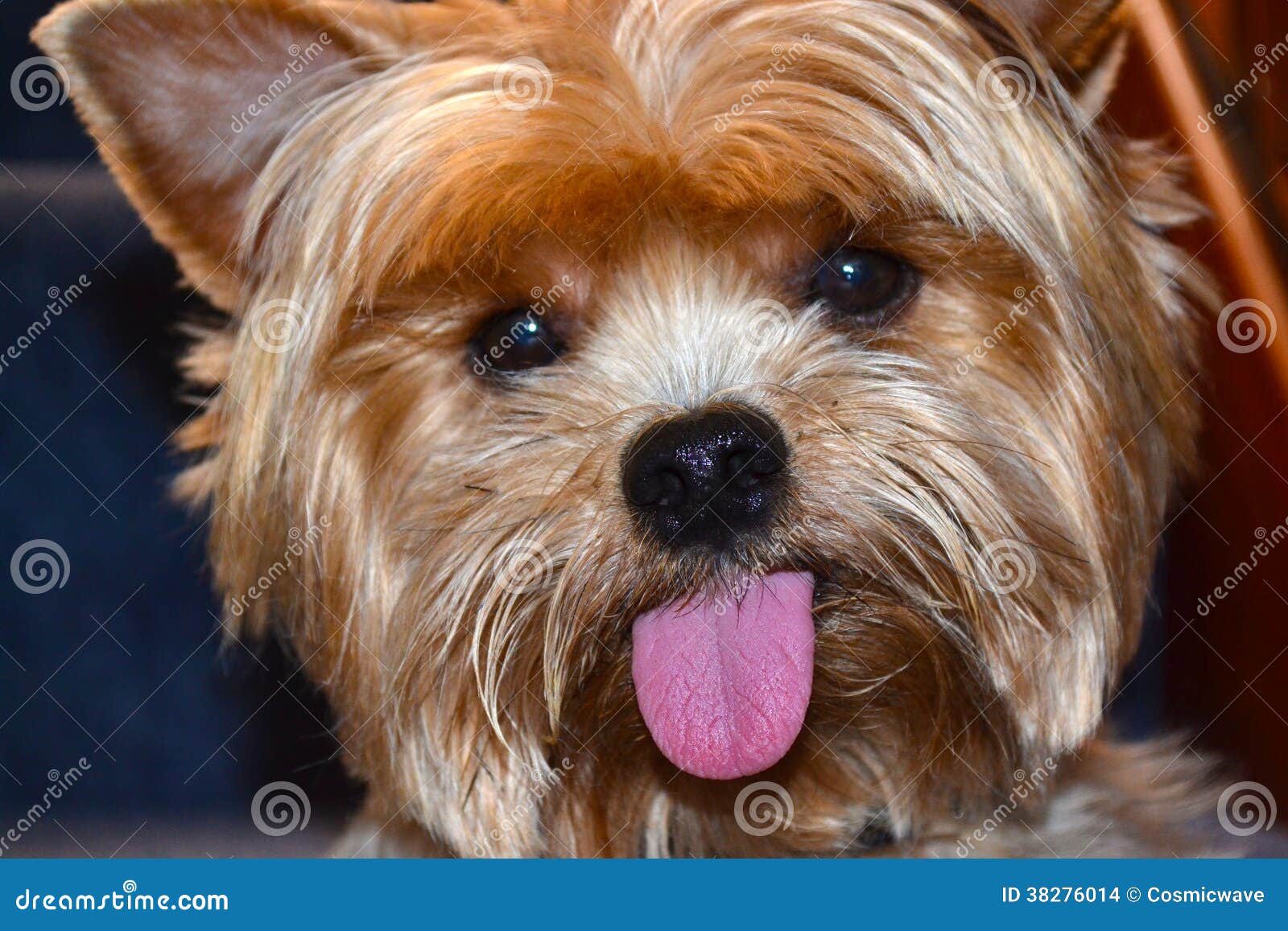 Yorkshire Terrier - Yorkie Tongue Stock Photo - Image of cute, nose ...