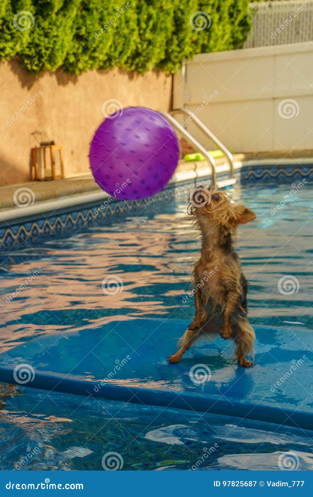 Yorkshire Terrier, Yorkies Playing in the Pool with Ball Stock Image ...