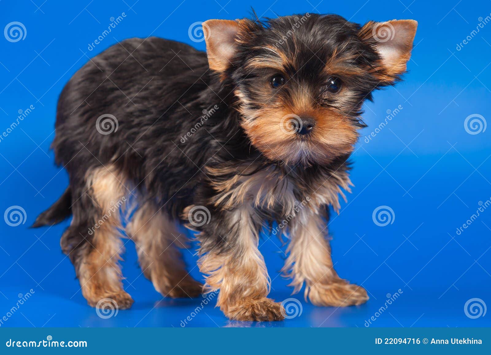 Yorkshire-Terrierhund stockfoto. Bild von horizontal - 22094716