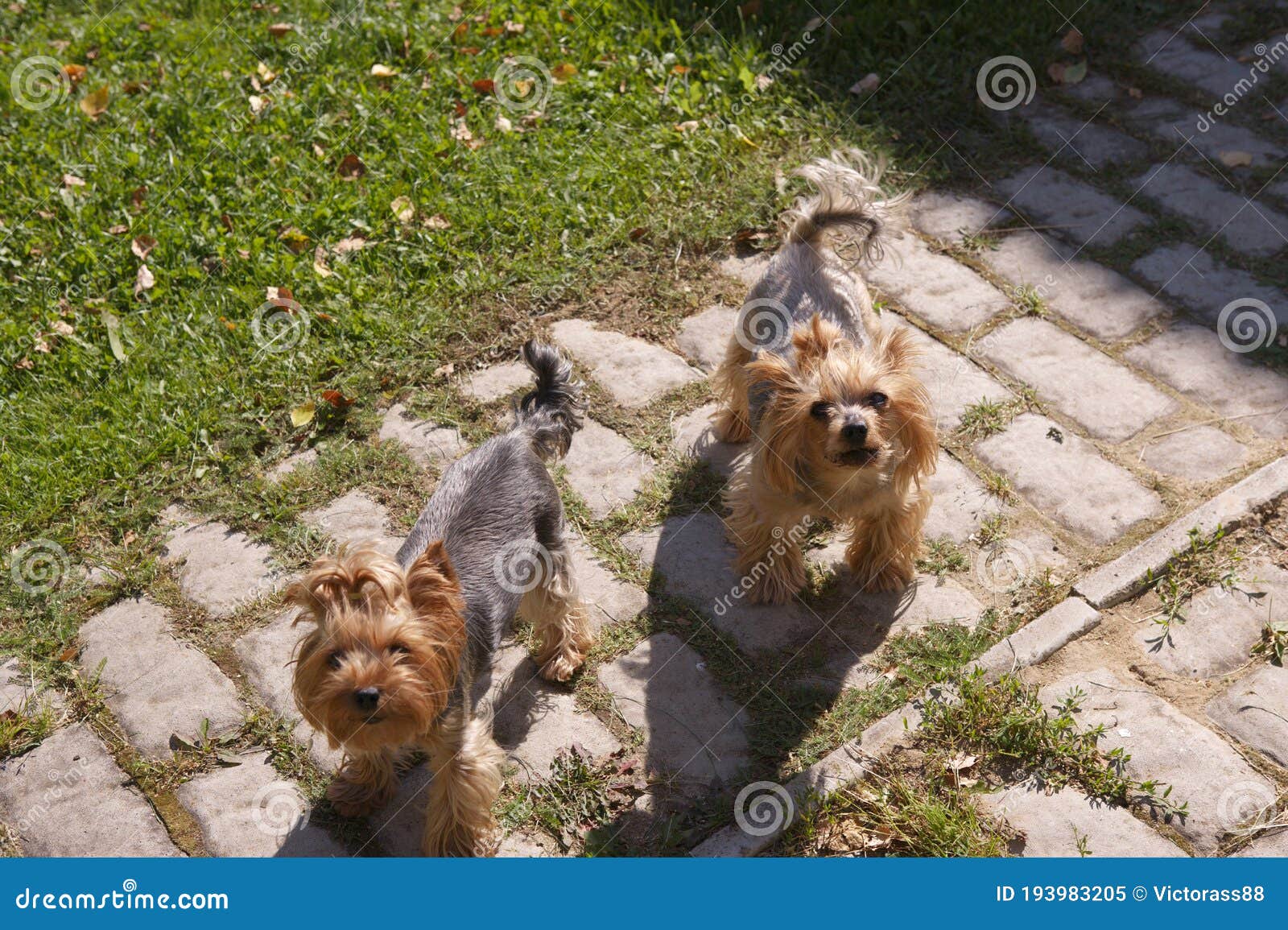 Yorkshire Terriers Barking Outdoor Stock Image - Image of small ...
