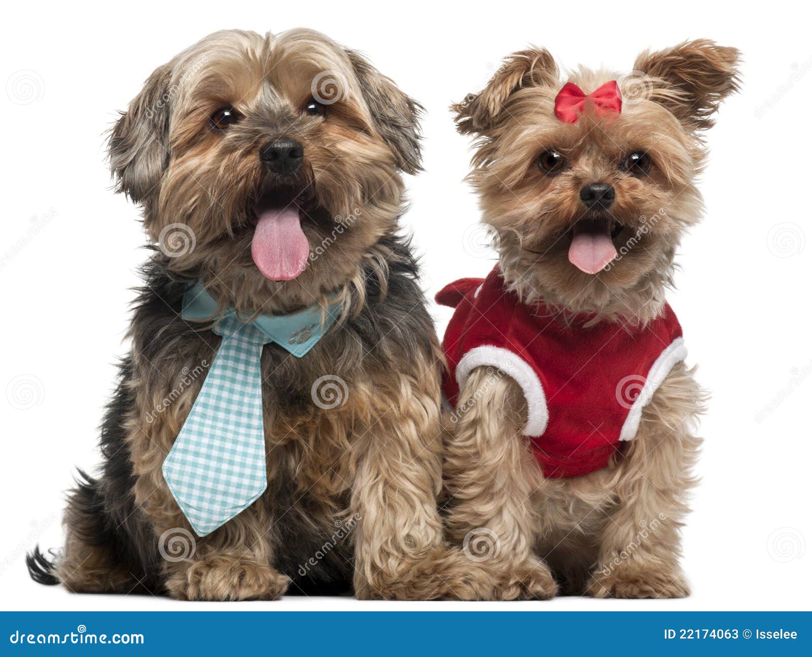 Yorkshire Terriers Dressed Up, 4 And A Half Stock Image - Image of ...