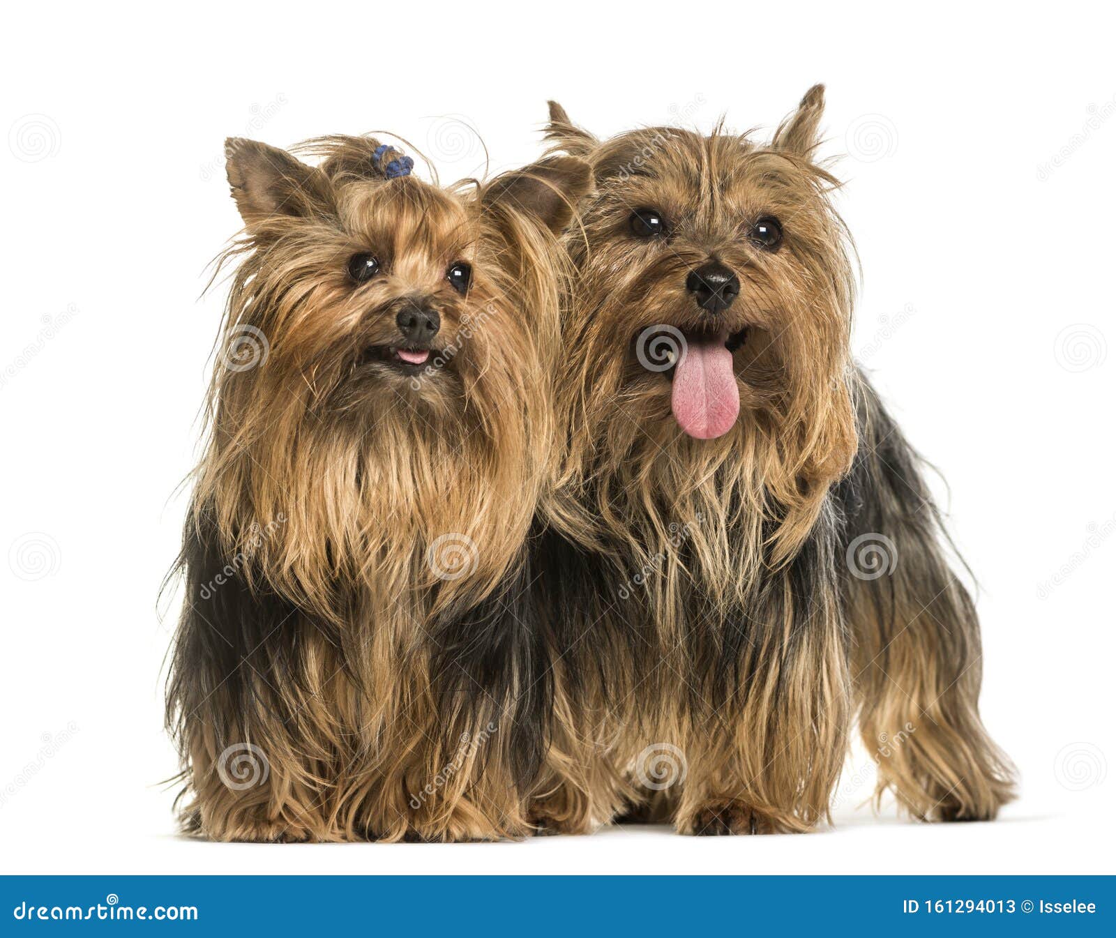 Two Yorkshire Terriers, 3 And 6 Years Old Royalty-Free Stock Photo ...