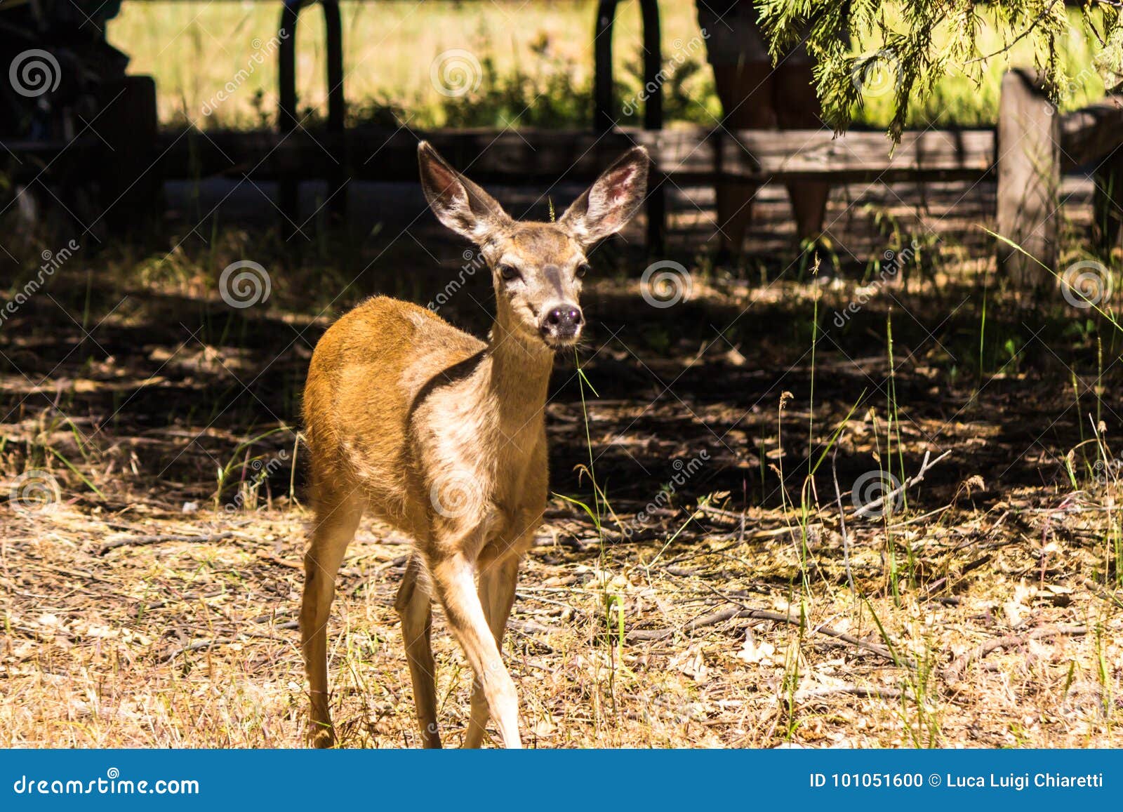 Yosemite Buckie Stock Photos - Free & Royalty-Free Stock Photos from ...