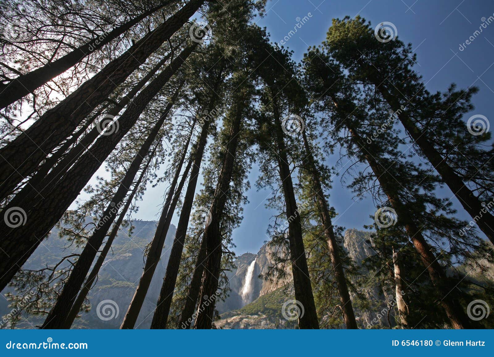 14,681 Yosemite Trees Stock Photos - Free & Royalty-Free Stock Photos ...