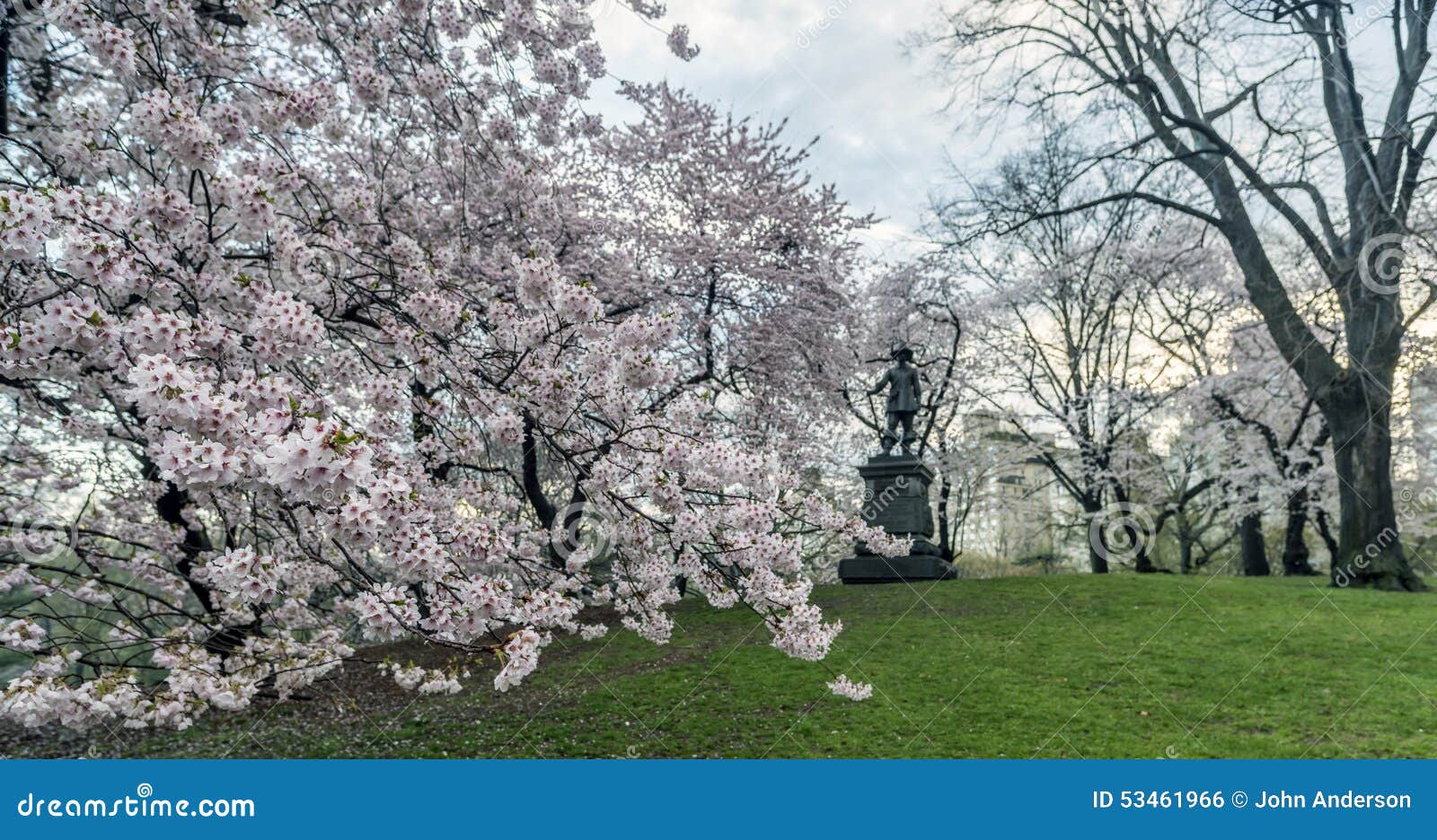 Yoshino cherry stock photo. Image of plants, cherry, manhattan - 53461966