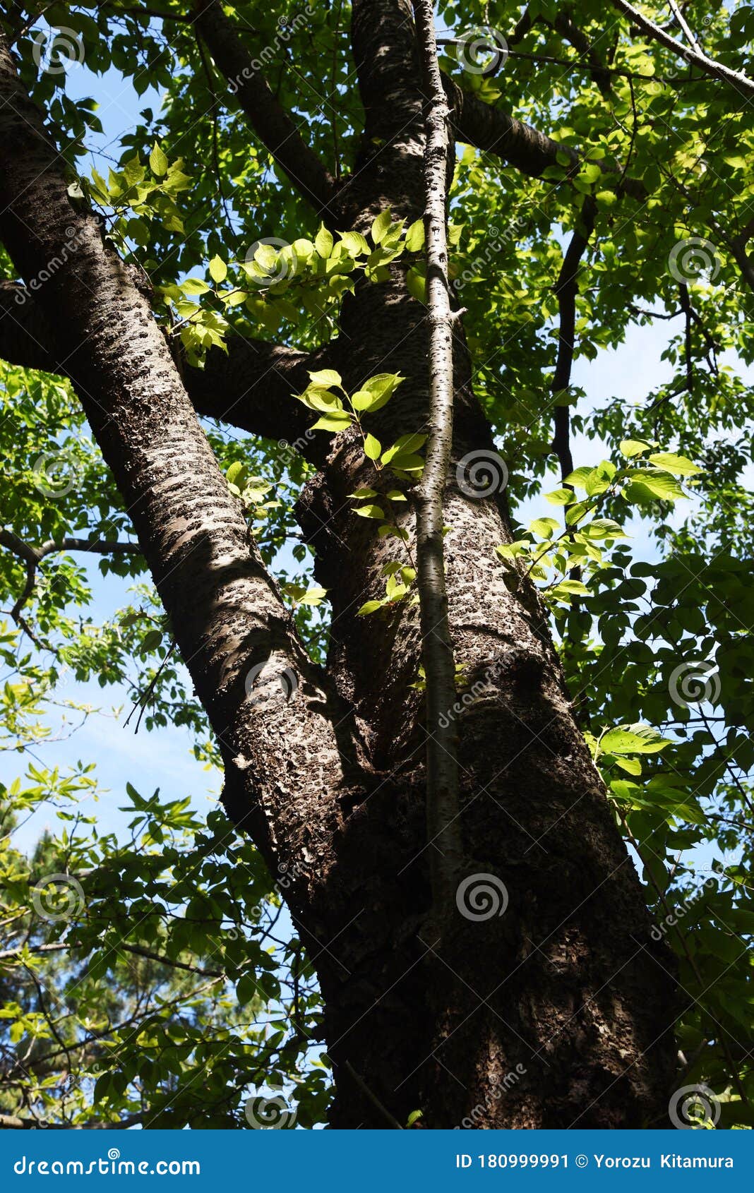 Yoshino Cherry Prunus Yedoensis Bark and Leaves Stock Image - Image of ... Yoshino Cherry Prunus Yedoensis Bark and Leaves Stock Image - Image of ...