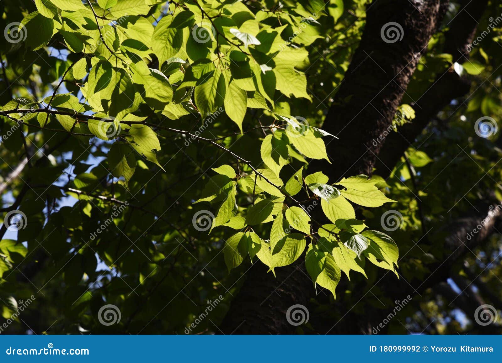 Yoshino Cherry Prunus Yedoensis Bark and Leaves Stock Photo - Image of ... Yoshino Cherry Prunus Yedoensis Bark and Leaves Stock Photo - Image of ...