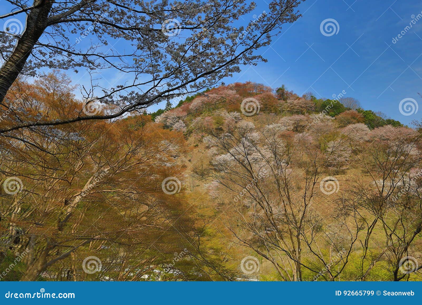 Yoshinoyama, Nara, Japan at the Spring Stock Image - Image of kyoto ...