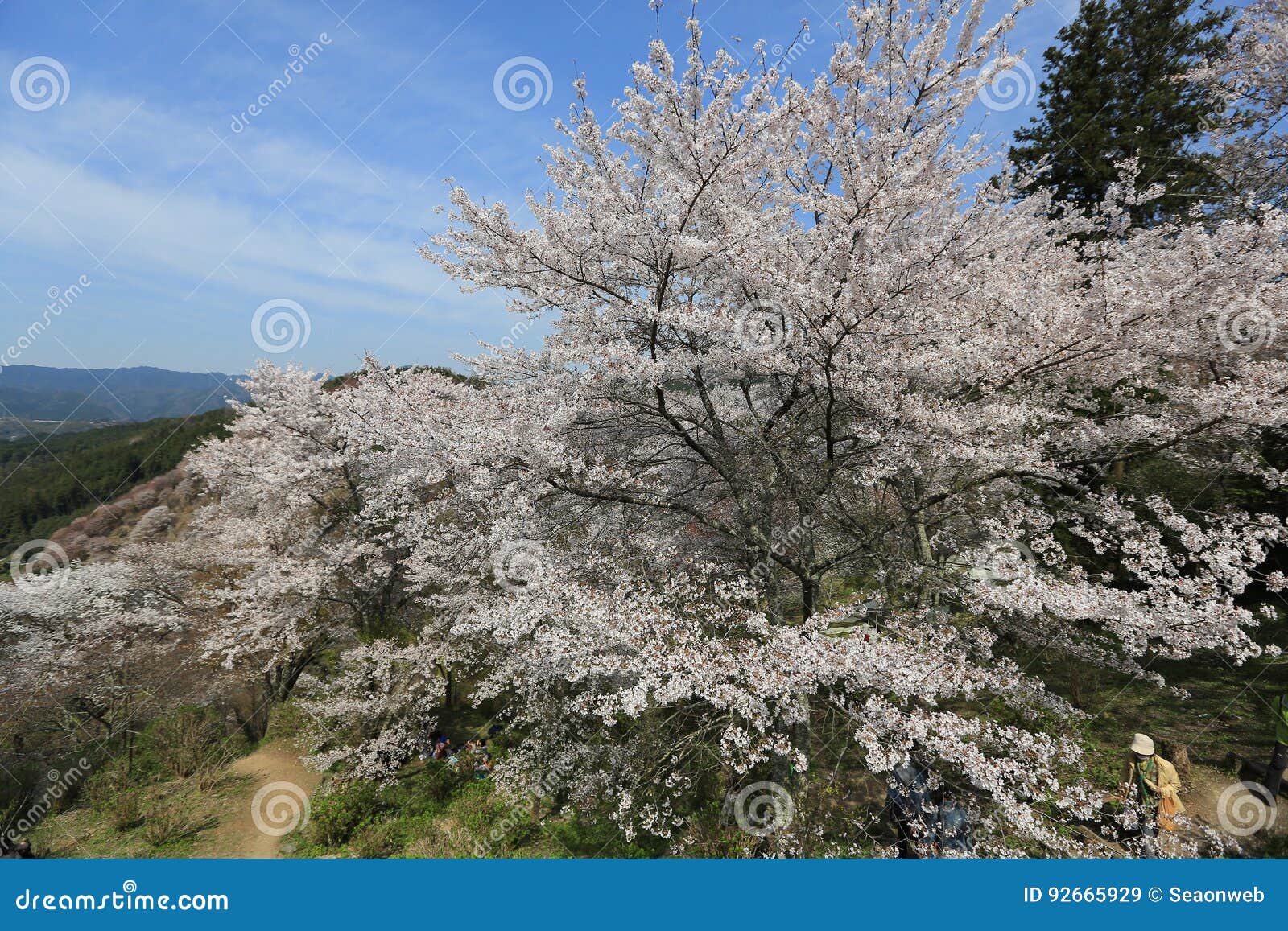 Yoshinoyama, Nara, Japan at the Spring Stock Image - Image of sakura ...