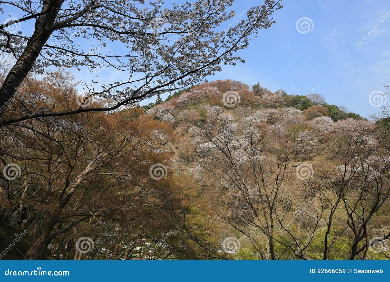 Yoshinoyama, Nara, Japan at the Spring Stock Image - Image of blossoms ...