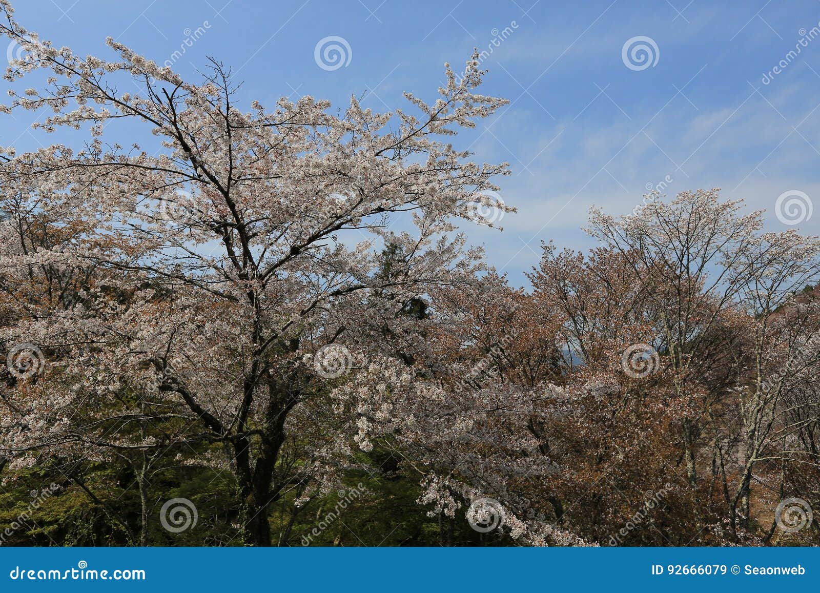 Yoshinoyama, Nara, Japan at the Spring Stock Image - Image of aerial ...