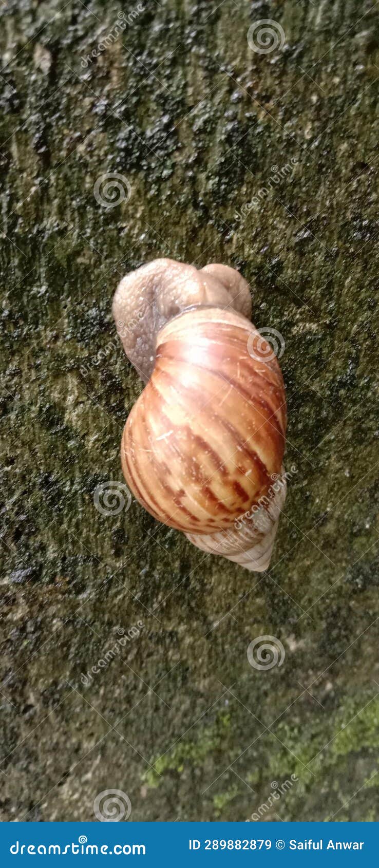 You Can See a Snail Shell Attached To the Mossy Wall Stock Image ...
