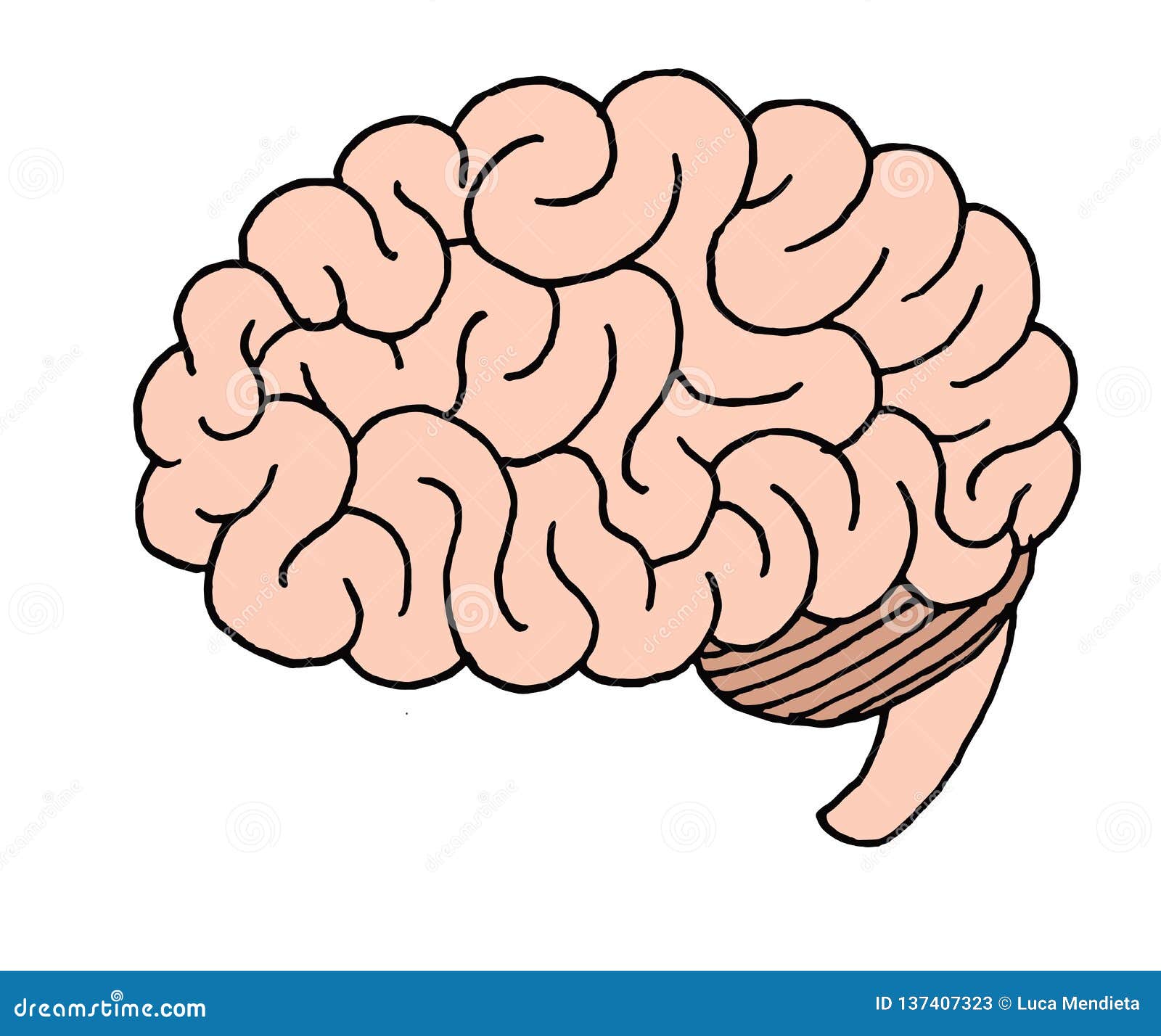 Vector Illustration of a Human Brain Seen in Profile Stock Illustration ...