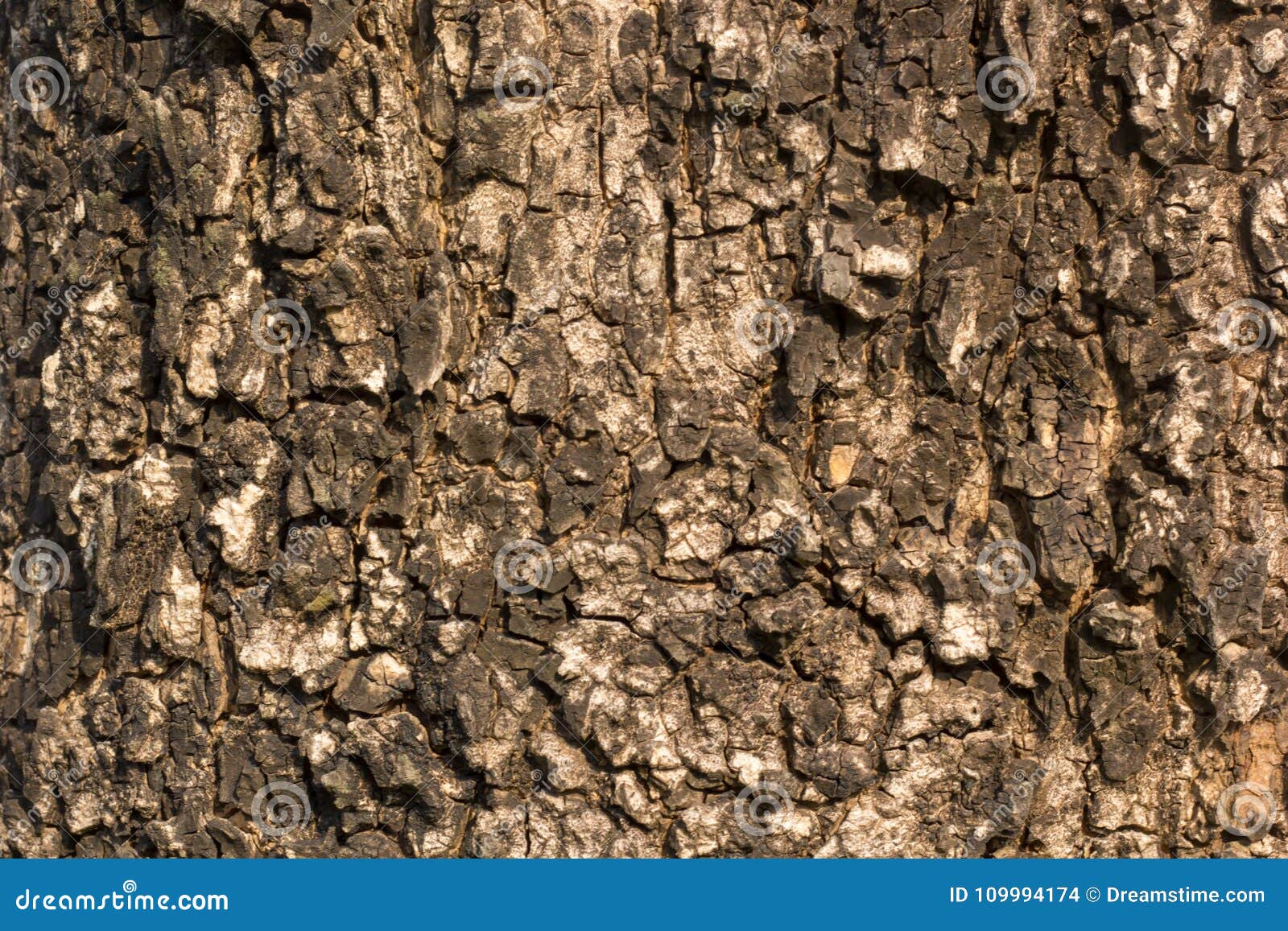 Tree texture backgrounds. stock photo. Image of texture - 109994174