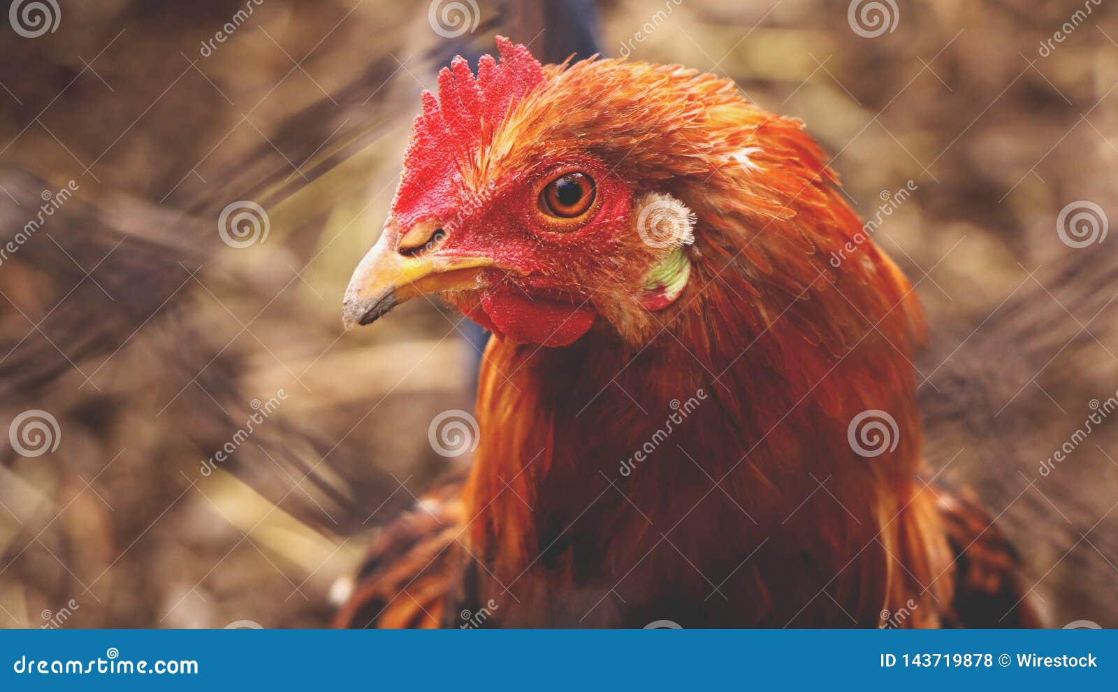 Hen stock photo. Image of poultry, farmland, nature - 143719878