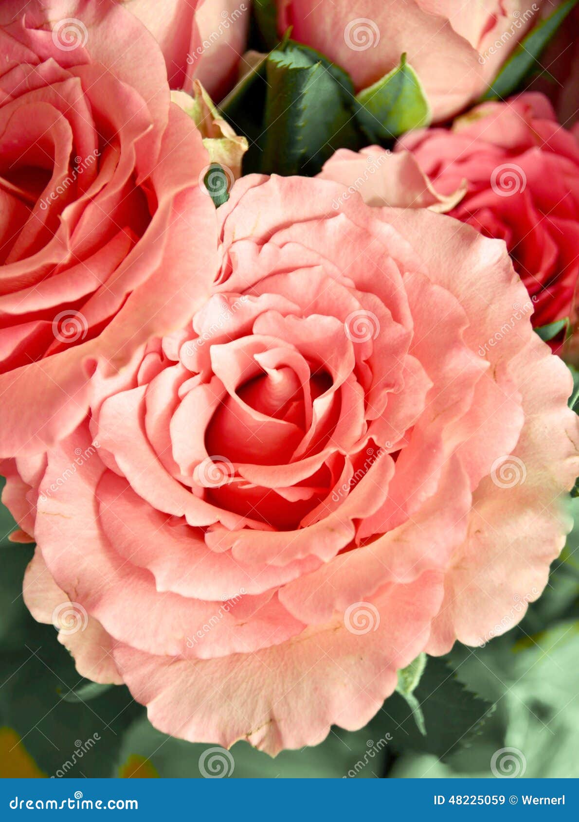 185 Peach Begonia Stock Photos - Free & Royalty-Free Stock Photos from ...