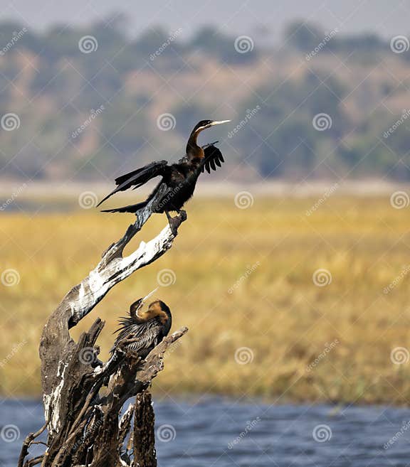 You first buddy stock photo. Image of nature, african - 75766600