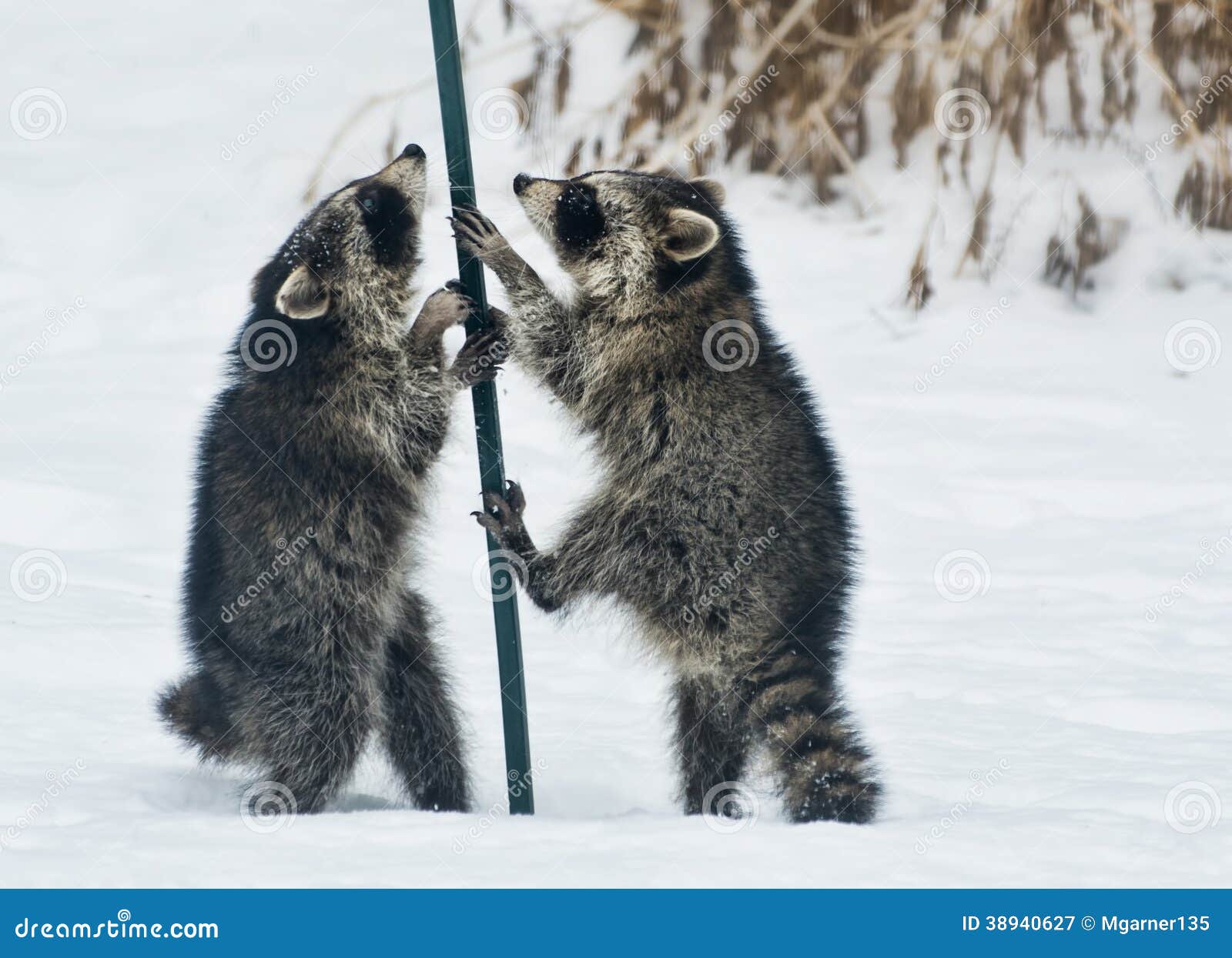 You Go First stock image. Image of frolic, cute, fuzzy - 38940627