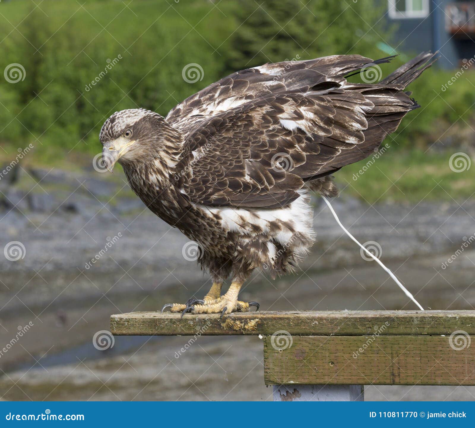 When you have to go stock photo. Image of bald, alaska - 110811770