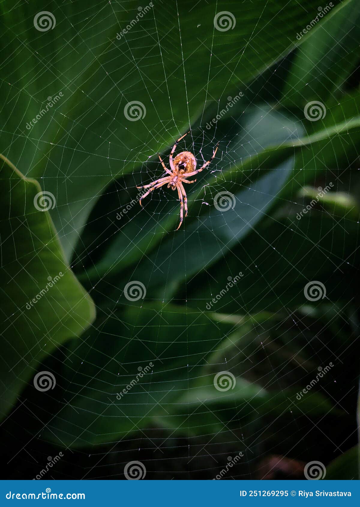 You are Like a Spider in a Web of Thoughts You Create Stock Image ...