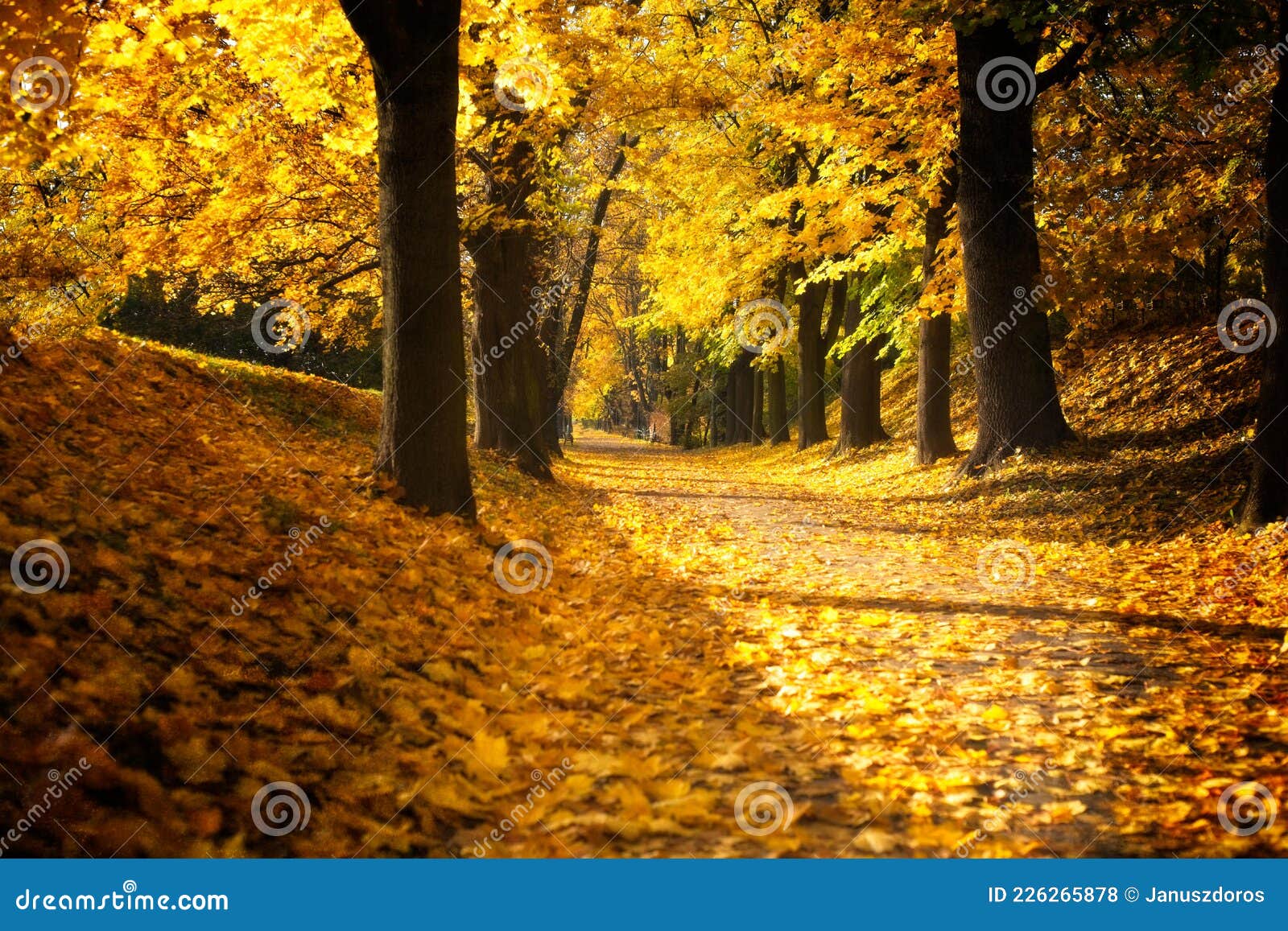 When you long for autumn stock photo. Image of long - 226265878