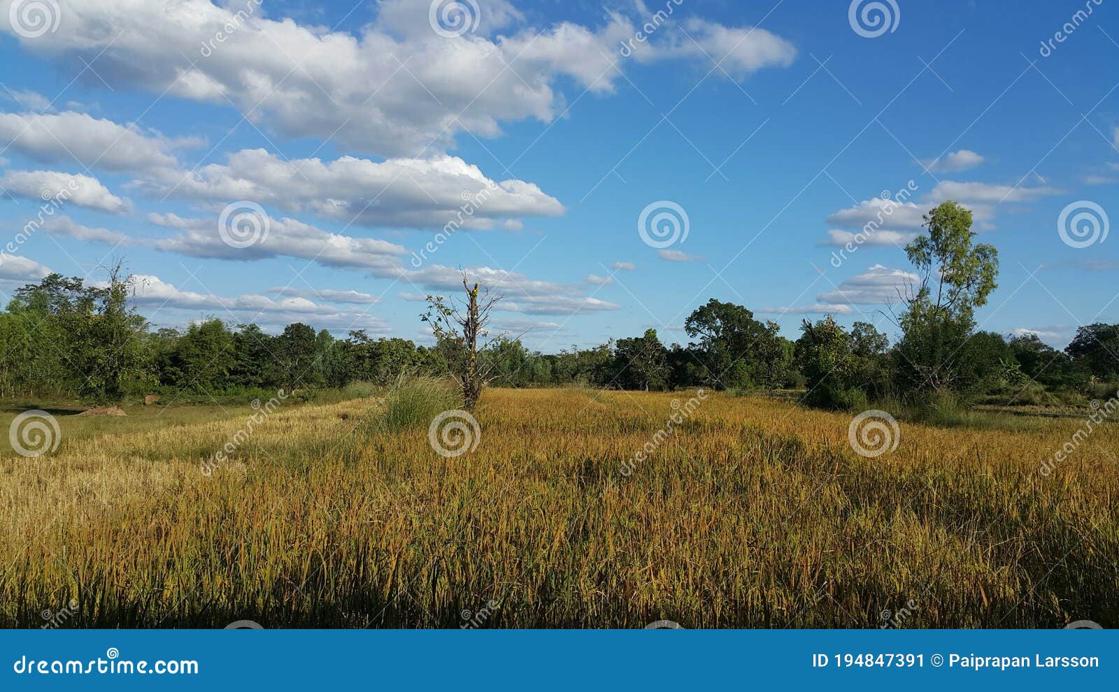 Rice farm in Nawa stock image. Image of wetland, nature - 194847391