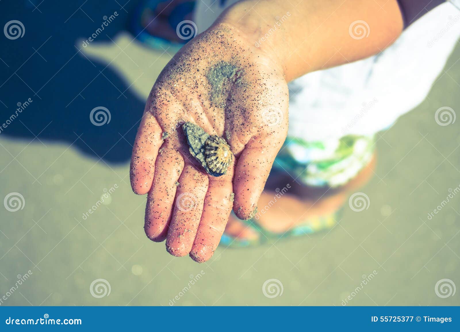 Yound boy holding a shell stock image. Image of hand - 55725377