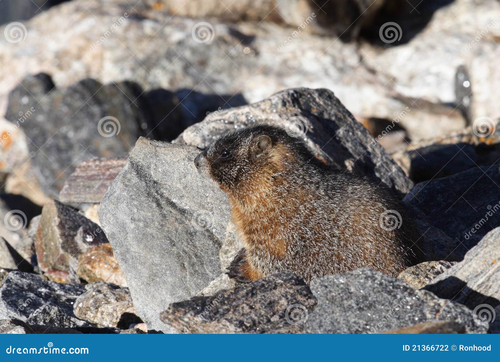Young Marmot stock photo. Image of rodent, park, mountain - 21366722