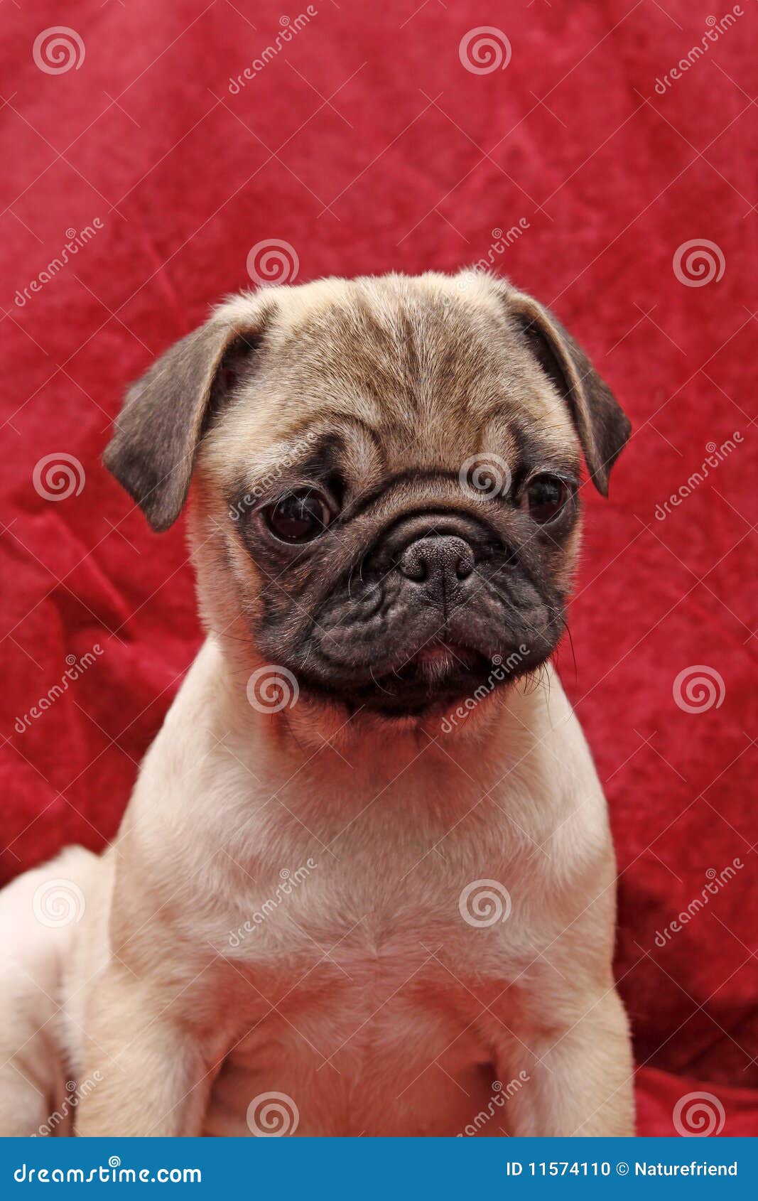 Young 10 months old pug stock photo. Image of chair, mops - 11574110