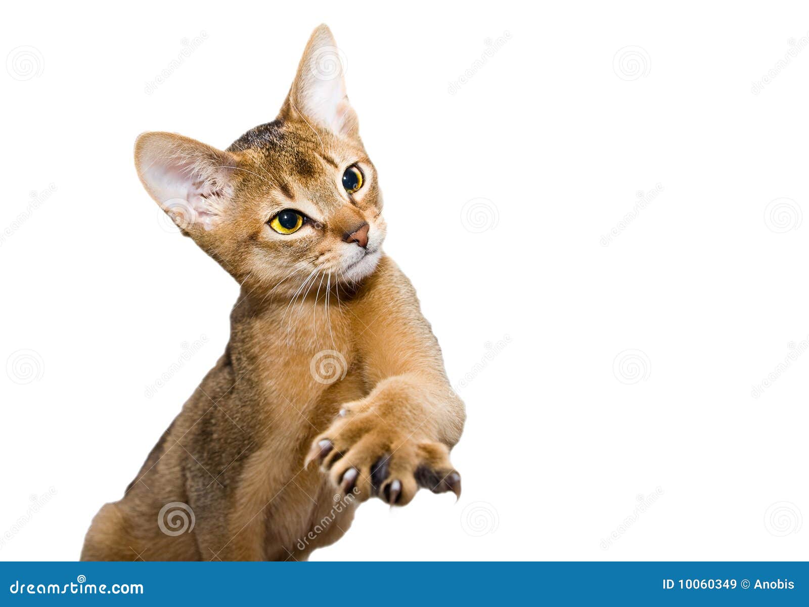Young abessinier cat stock image. Image of beautiful - 10060349