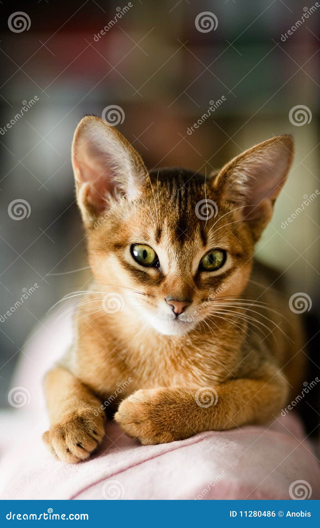 Young Abyssinian cat stock photo. Image of orange, feline - 11280486